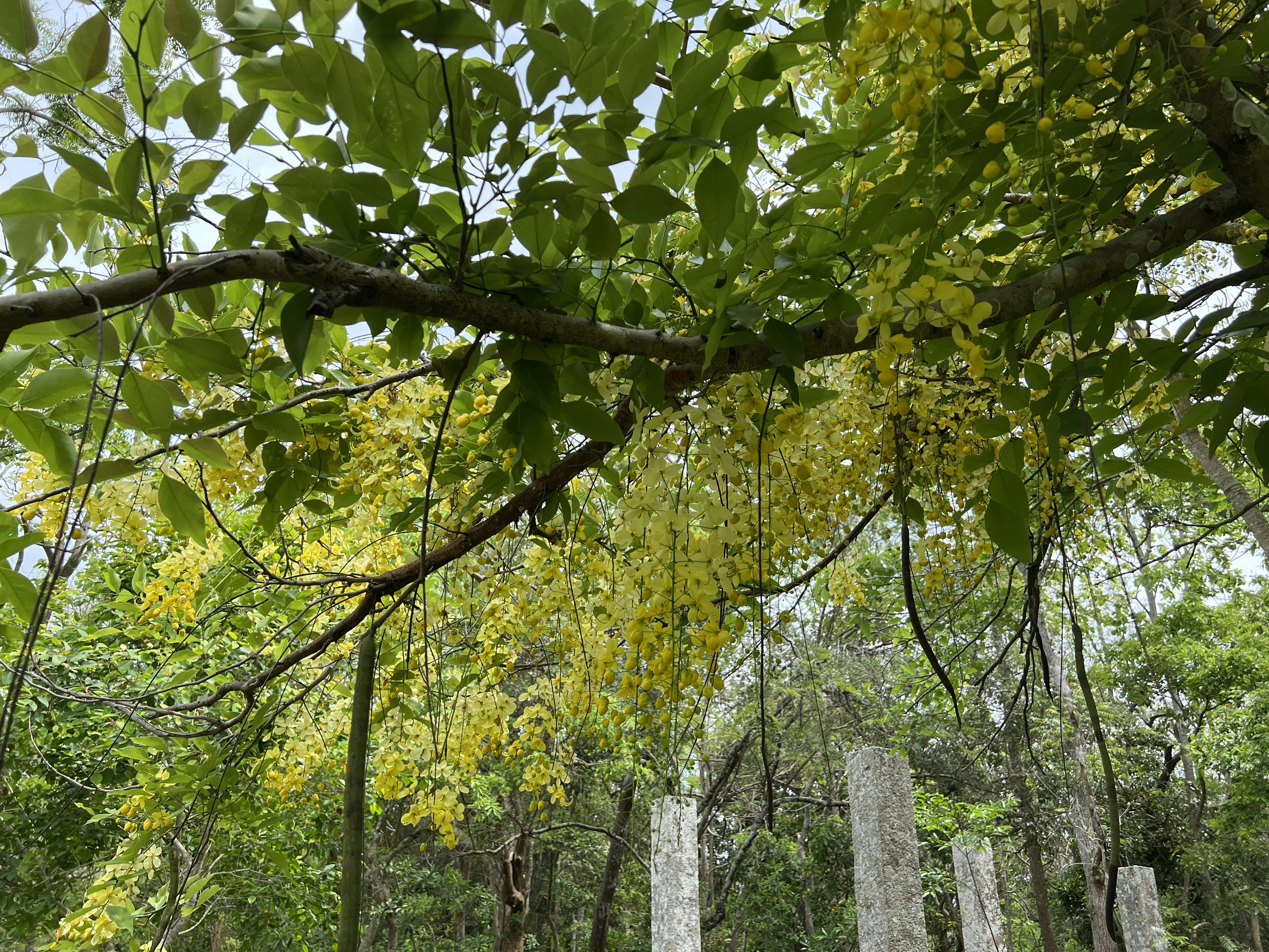Vines and sunlight weave through a leafy canopy over weathered stone pillars