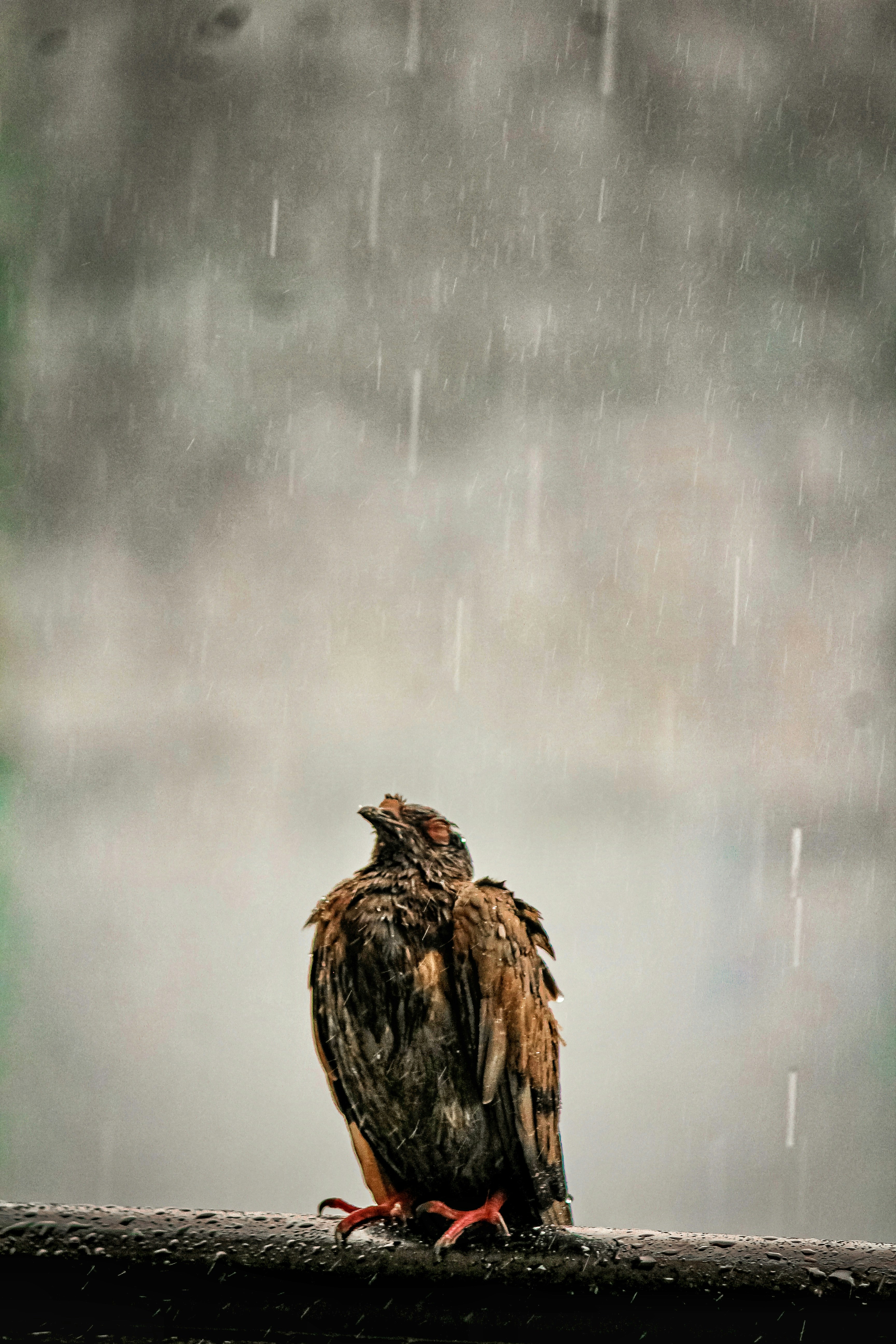 Rain-Soaked Sentinel on a Wet Rail