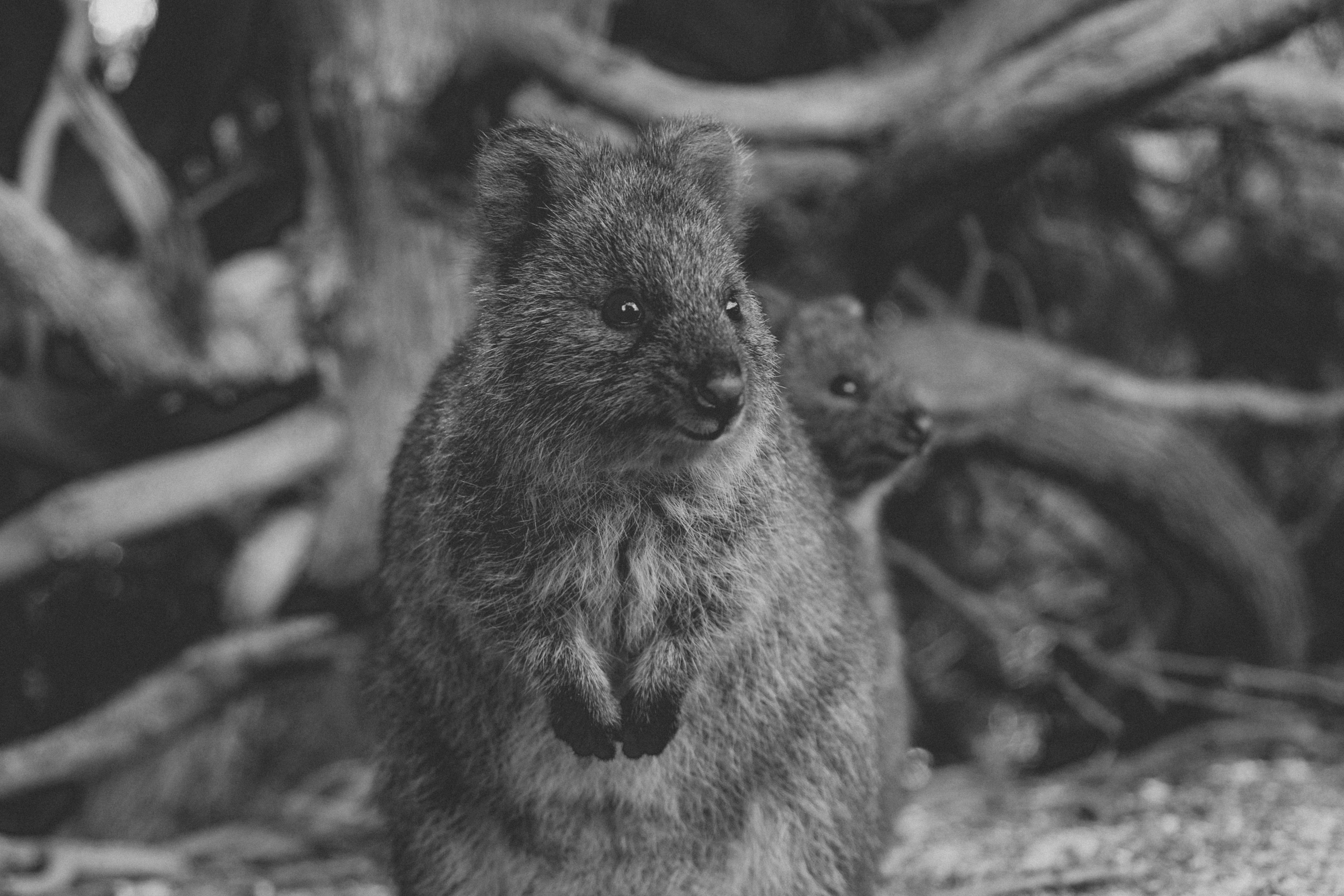 A small animal standing photo – Free Grey Image on Unsplash