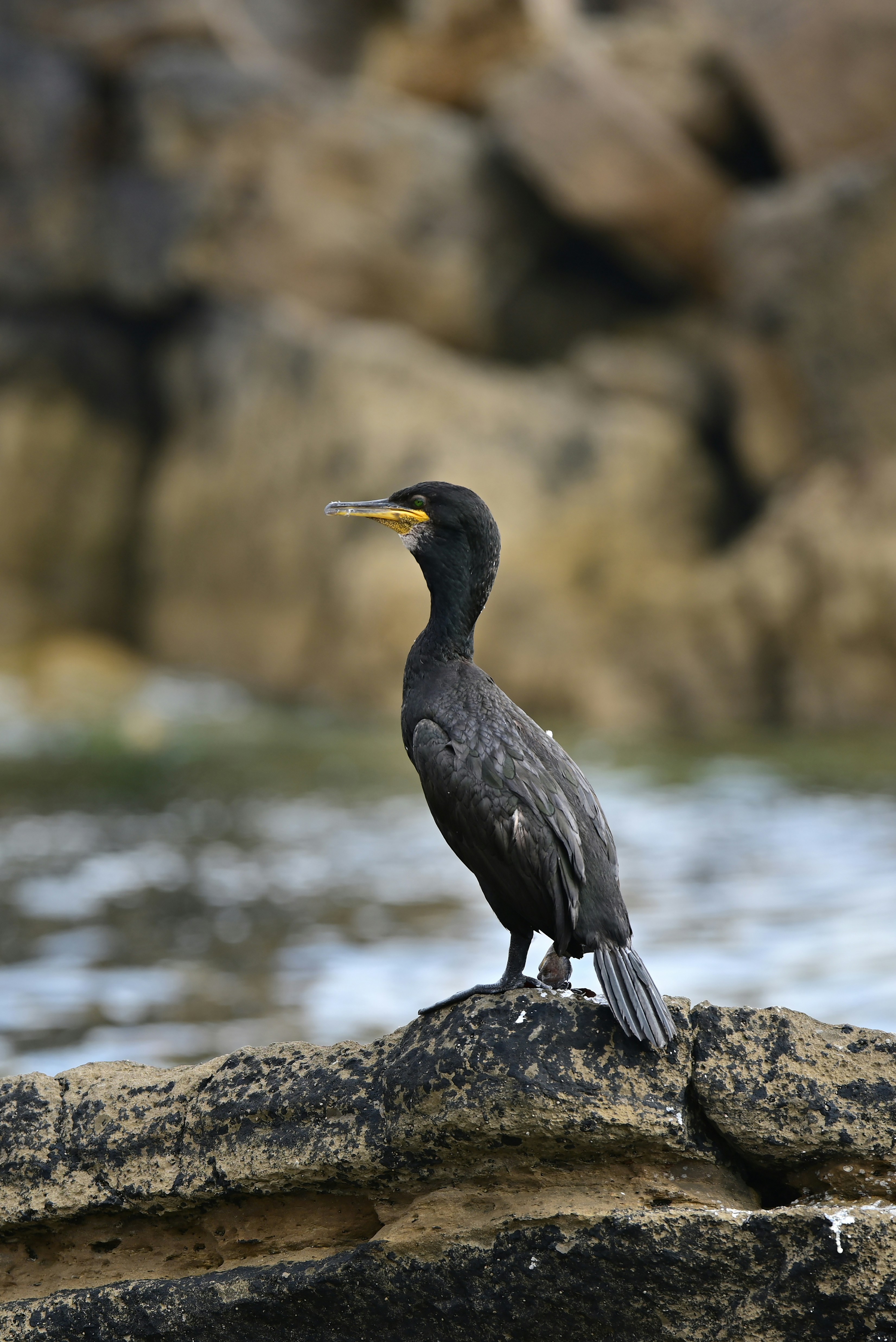 Cormorant resting on a rock.