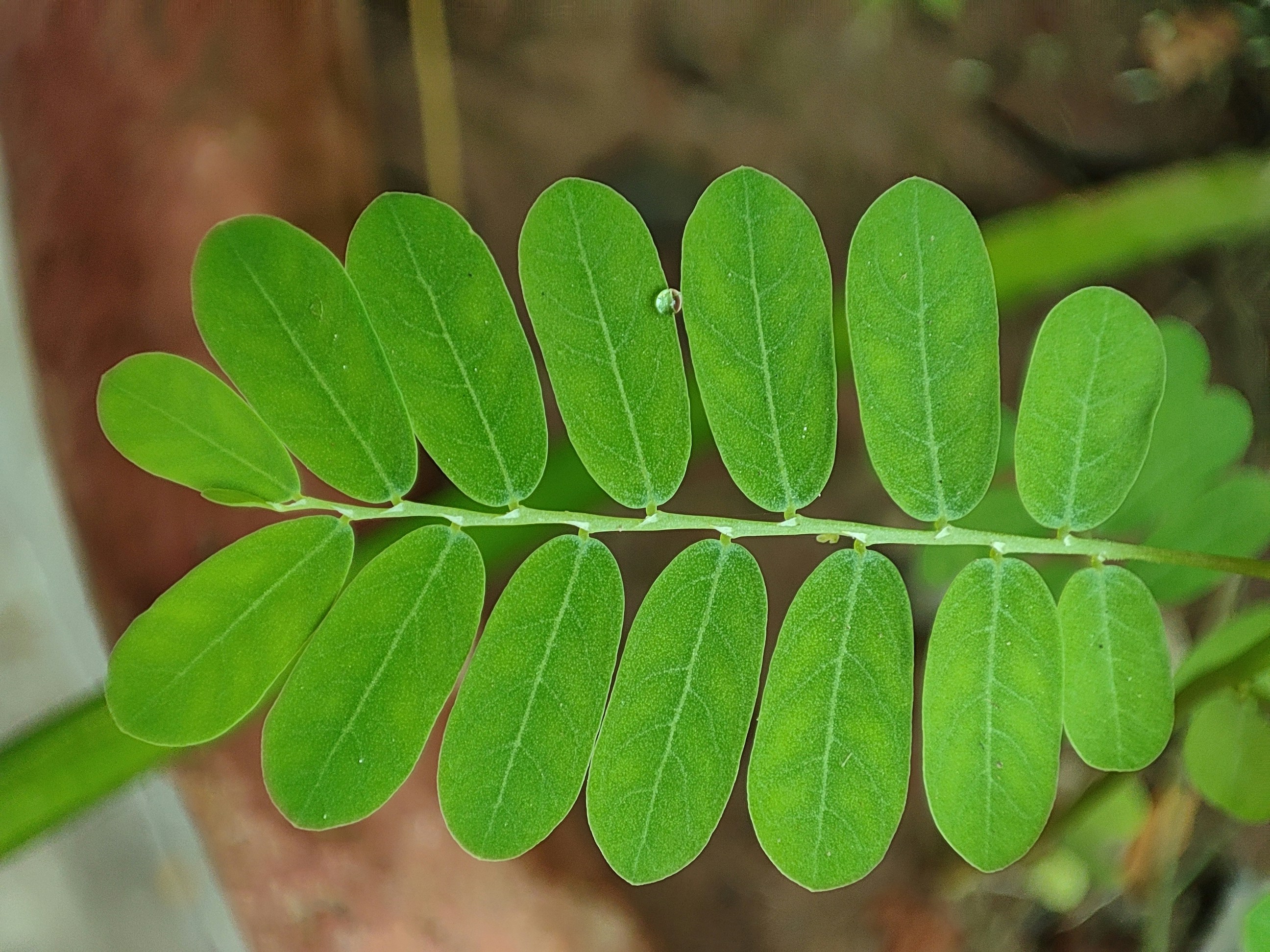 Detailed close-up of a lush green leaf showcasing its symmetrical arrangement and vibrant texture.