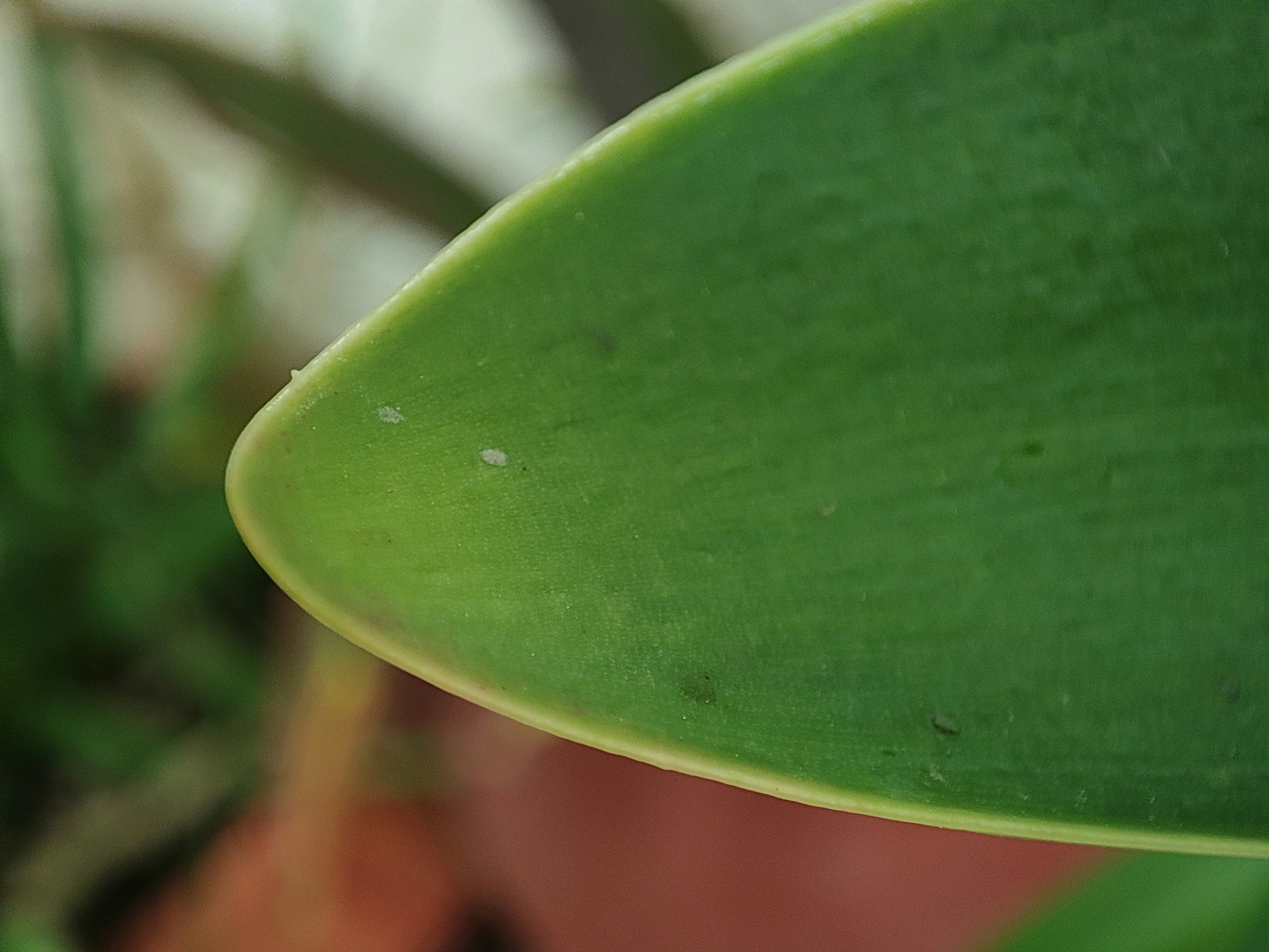 Emerald Edge: Close-Up of a Leaf's Quiet Curve