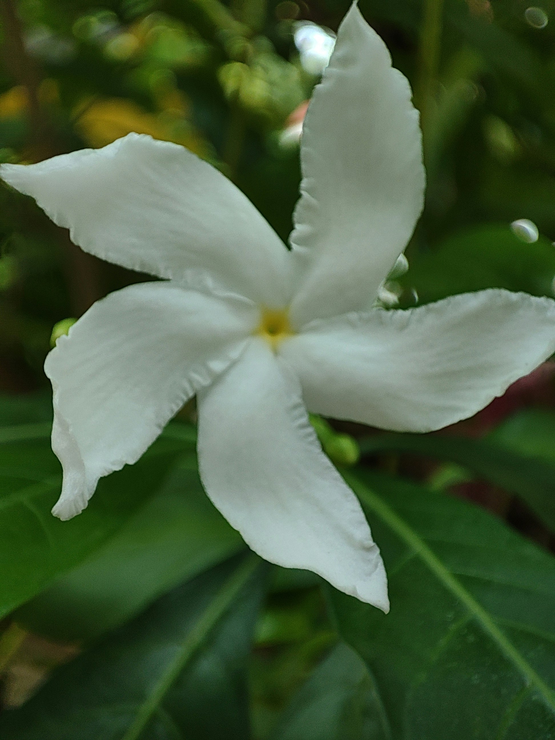 Delicate white flower with pointed petals surrounded by lush green foliage. A serene representation of nature's beauty.