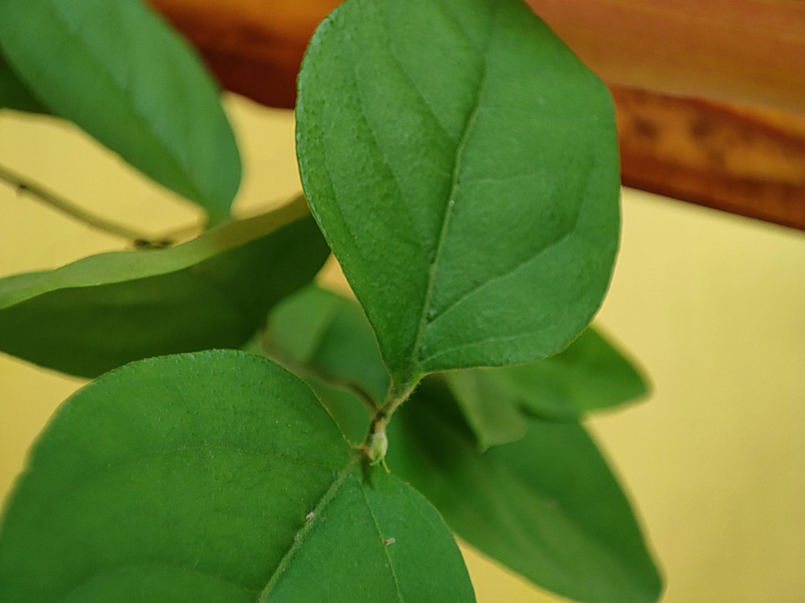 Close-up of vibrant green leaves showcasing intricate textures against a soft yellow backdrop.
