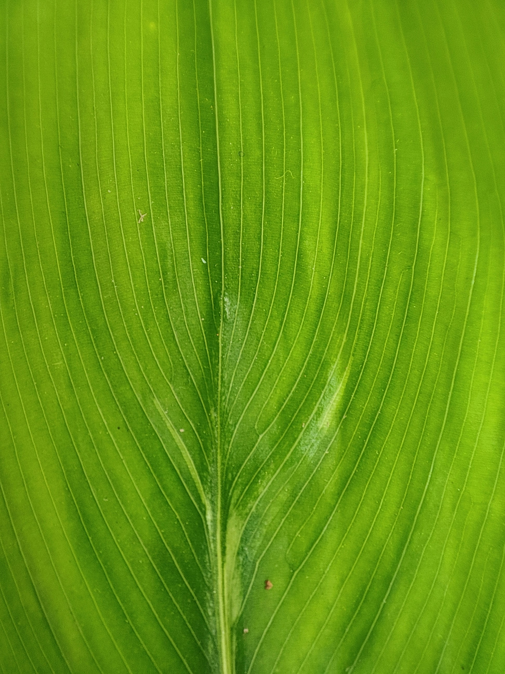 Close-up of a vibrant green leaf showcasing its intricate vein patterns and textures.