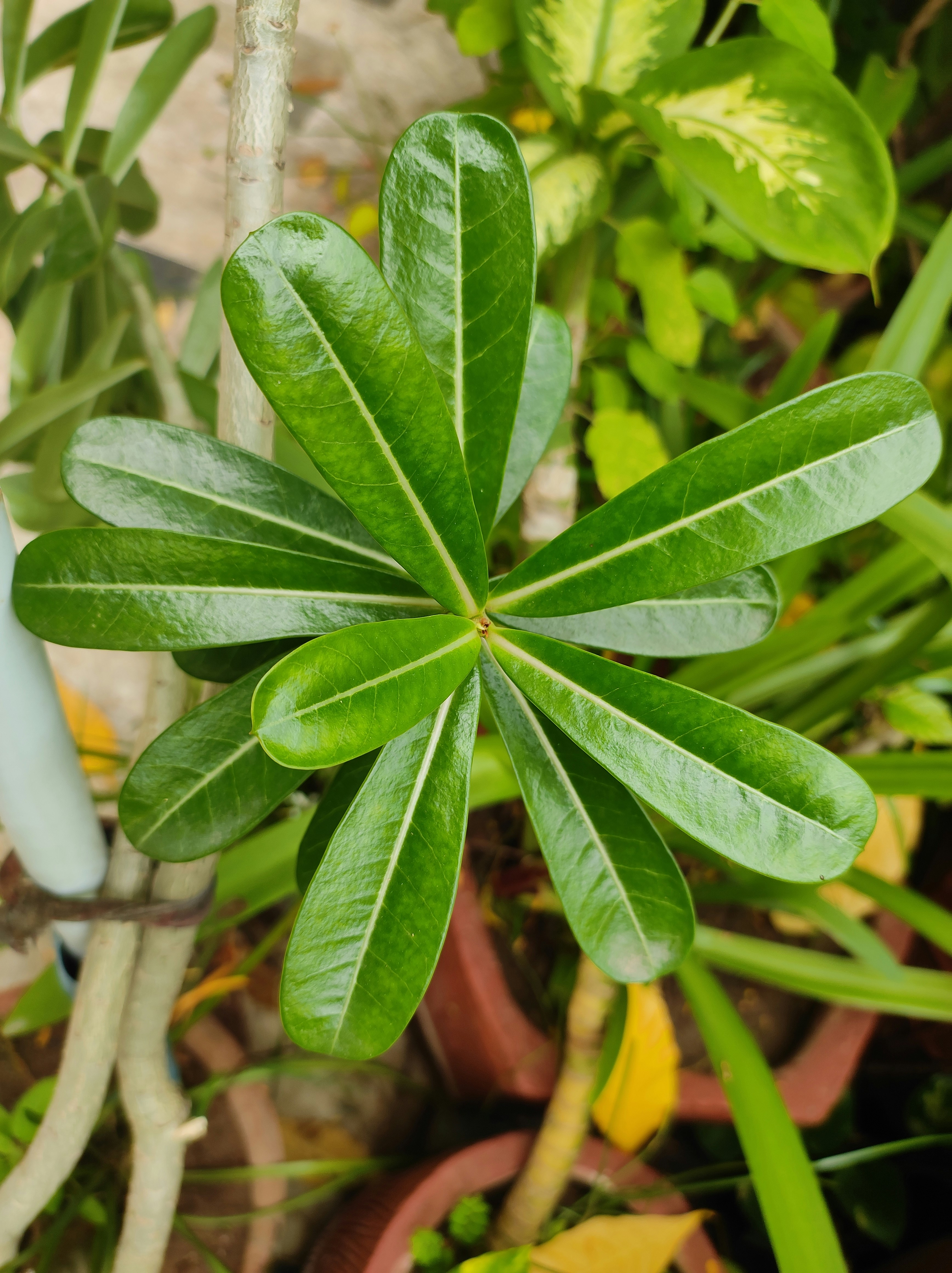 a close-up of a plant