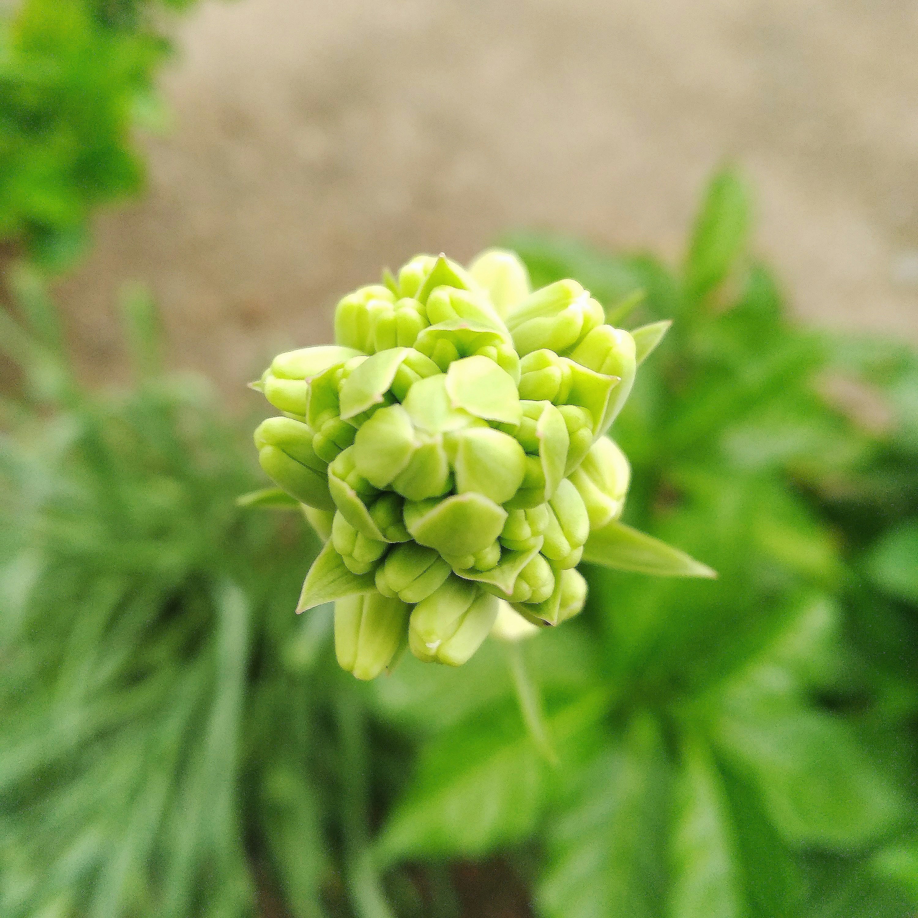 Close-up of a green flower bud surrounded by lush foliage, showcasing the intricate details of its formation.