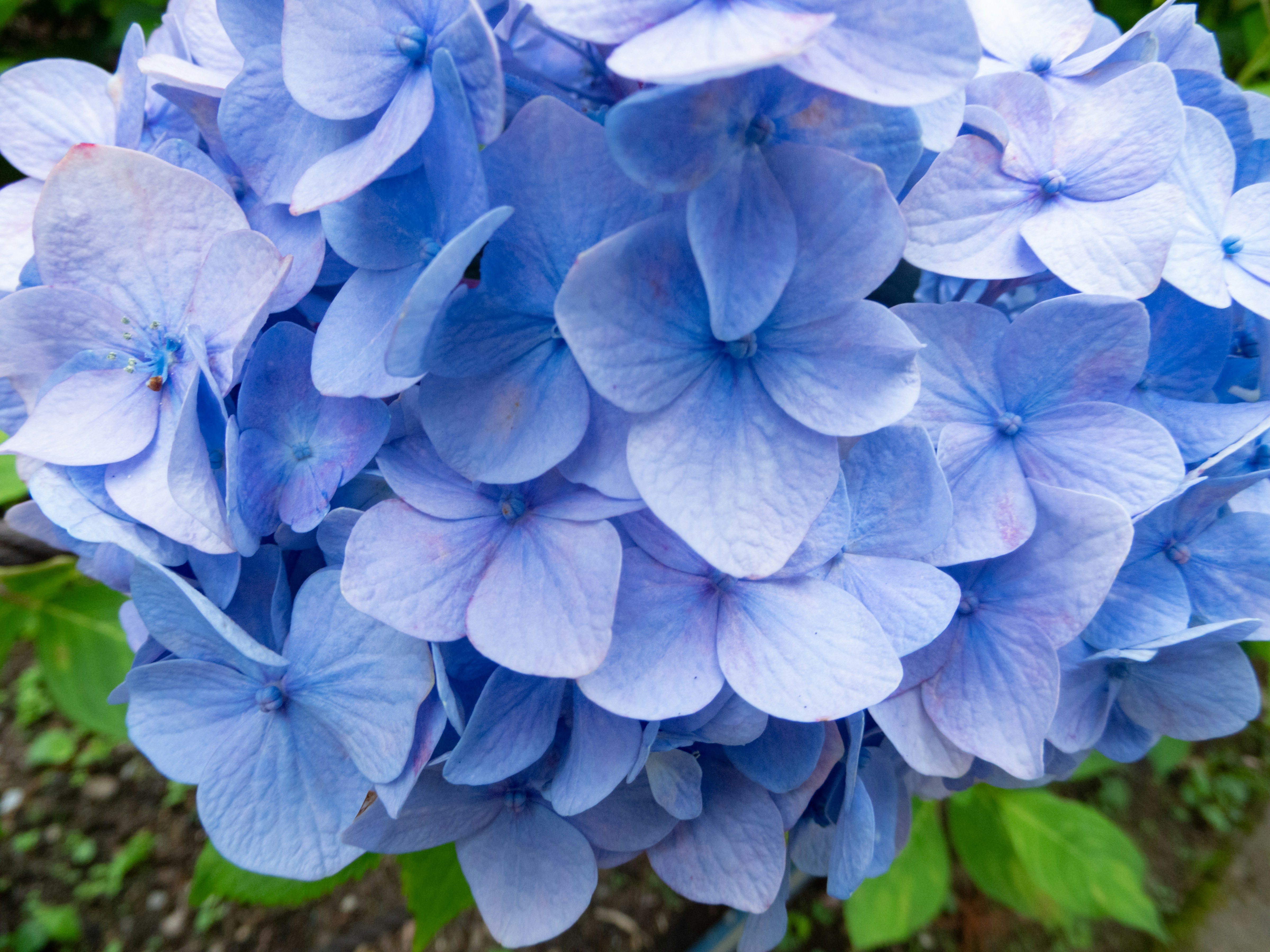 500+ Fotos de Flores Azules [HD] | Descargar imágenes gratis en Unsplash