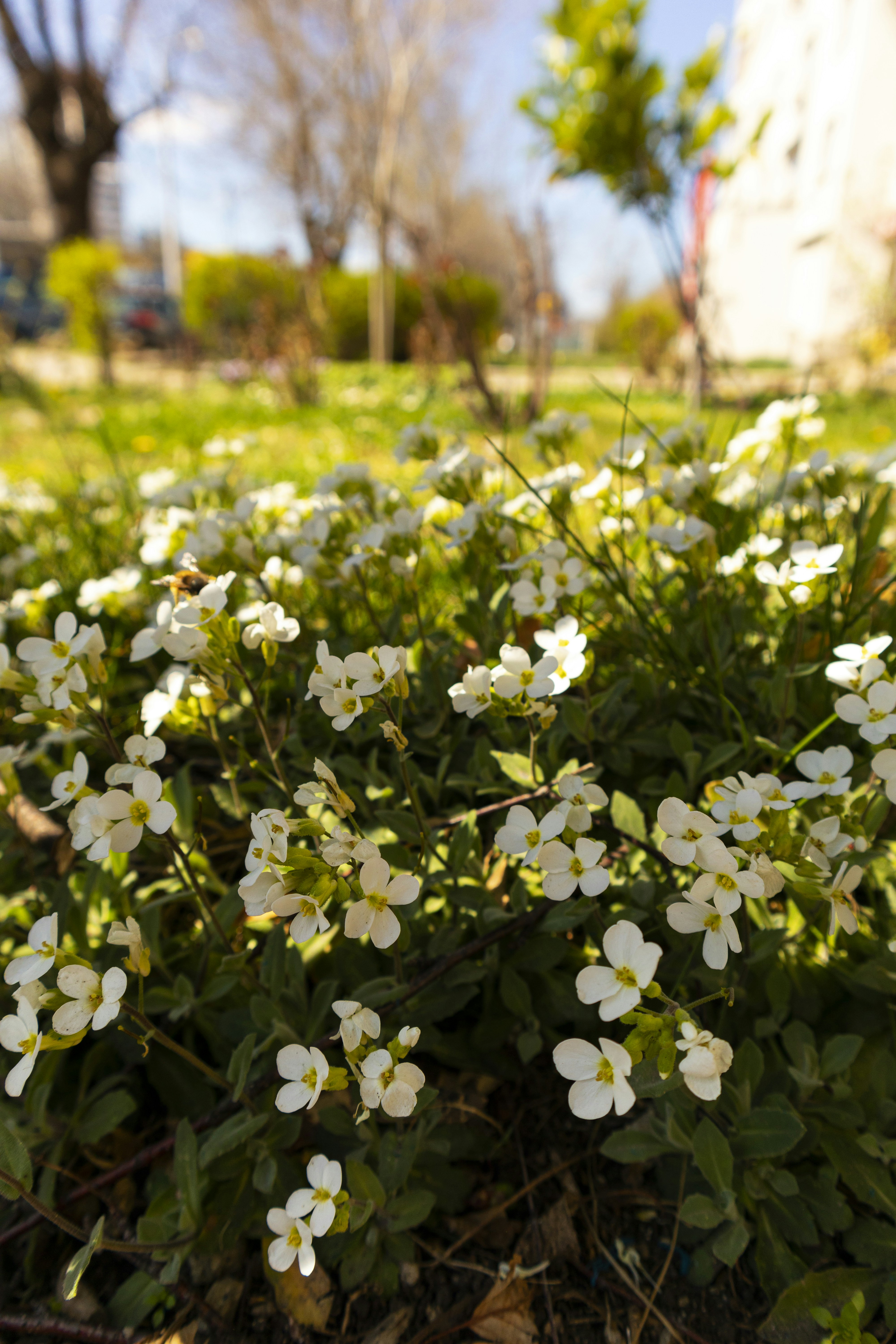 Sunlit Carpet of Tiny White Blooms in a City Park