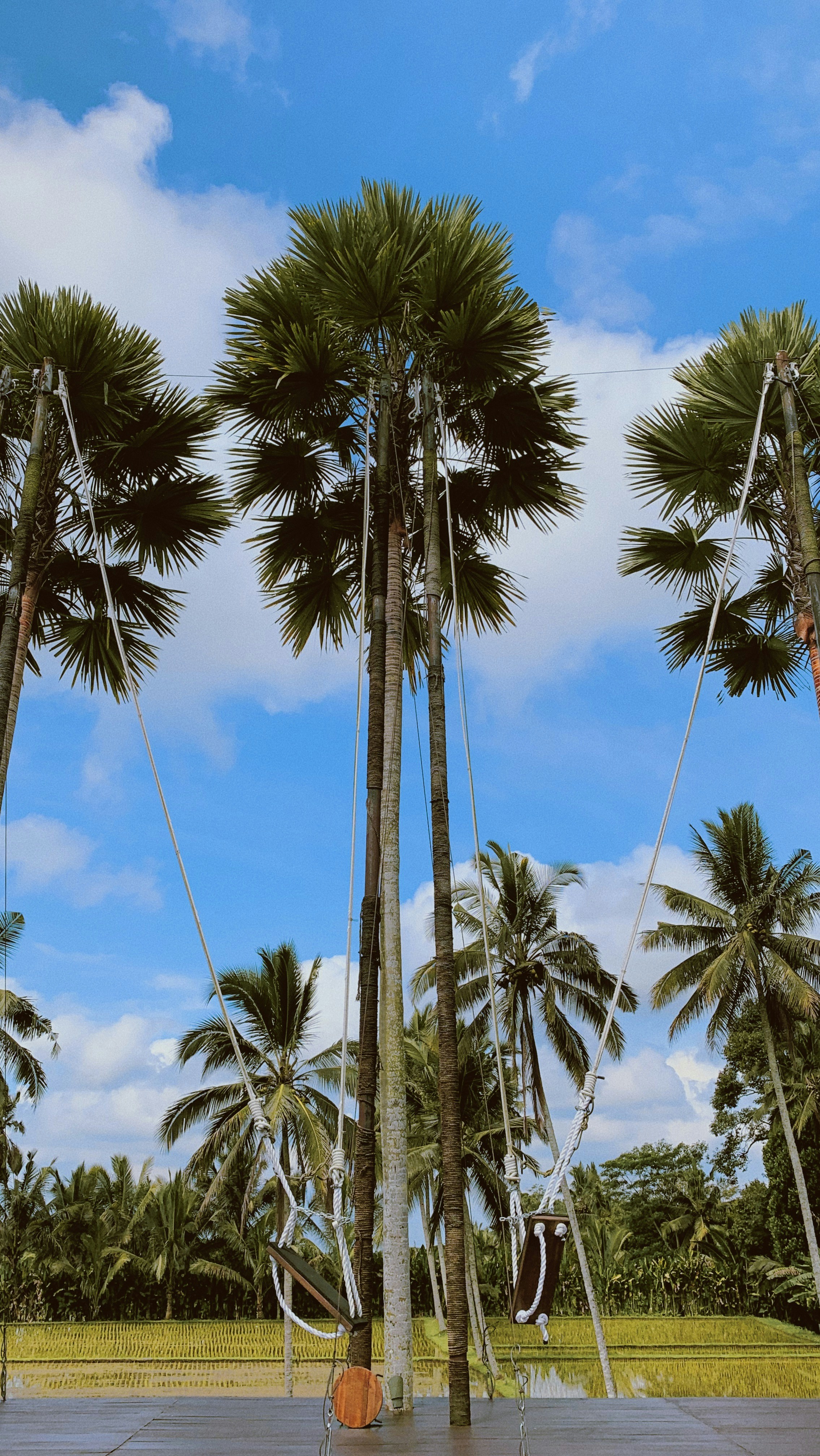 Palm Towers Against a Cerulean Sky: A Quiet Park Moment