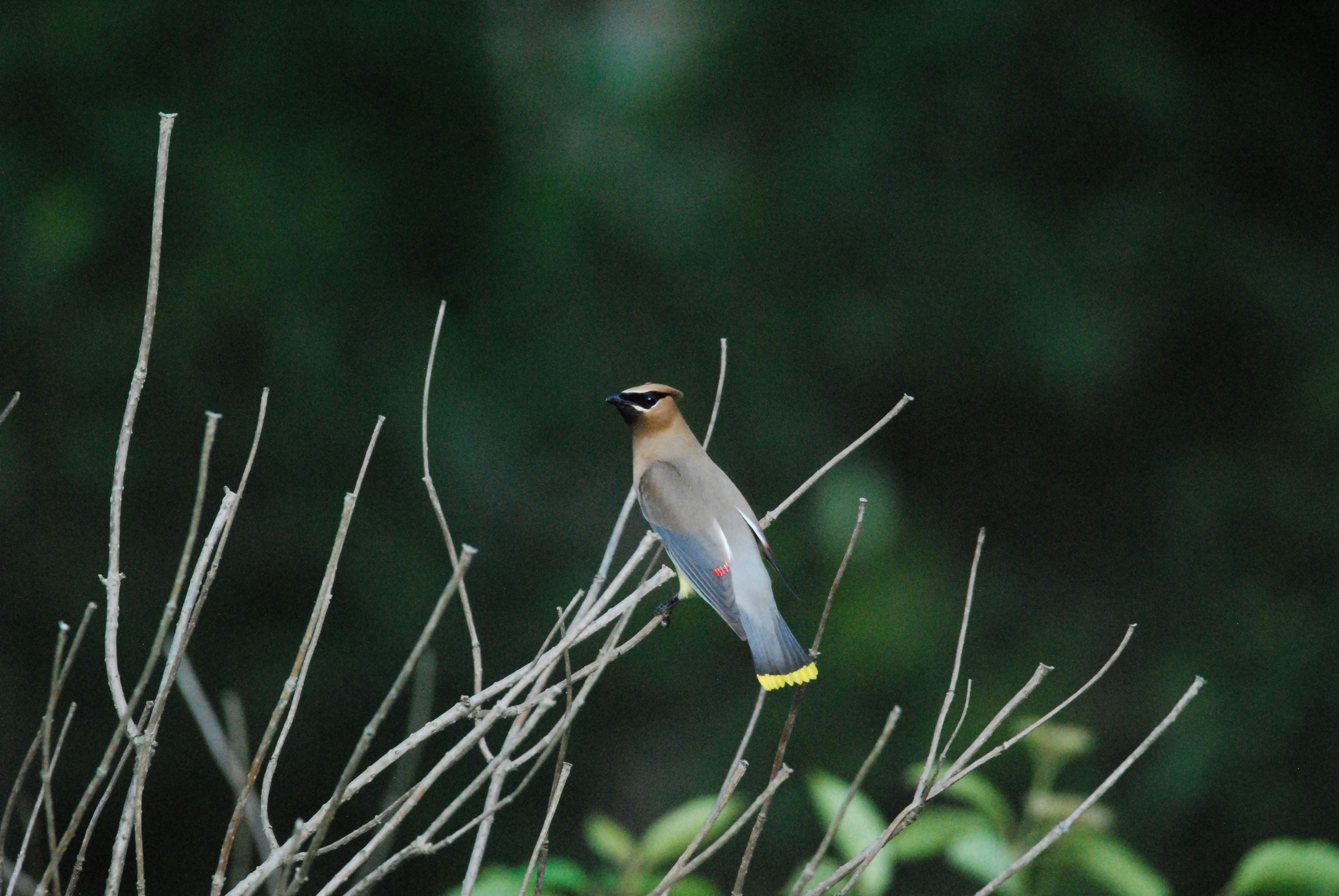 Cedar Waxwing perched with a bug on its head