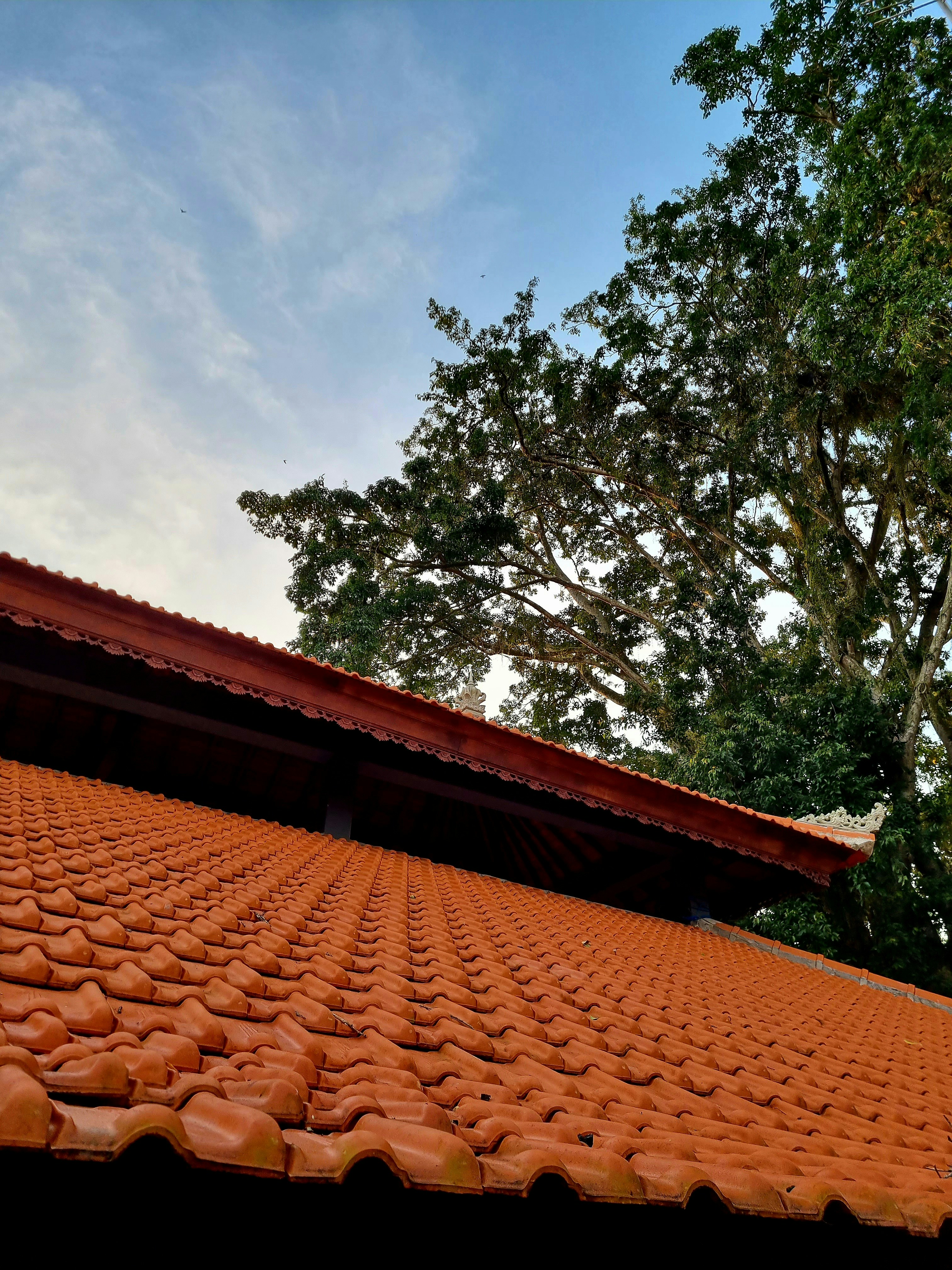 Terracotta Horizon: Rooftop Lines Framing a Skyward Canopy