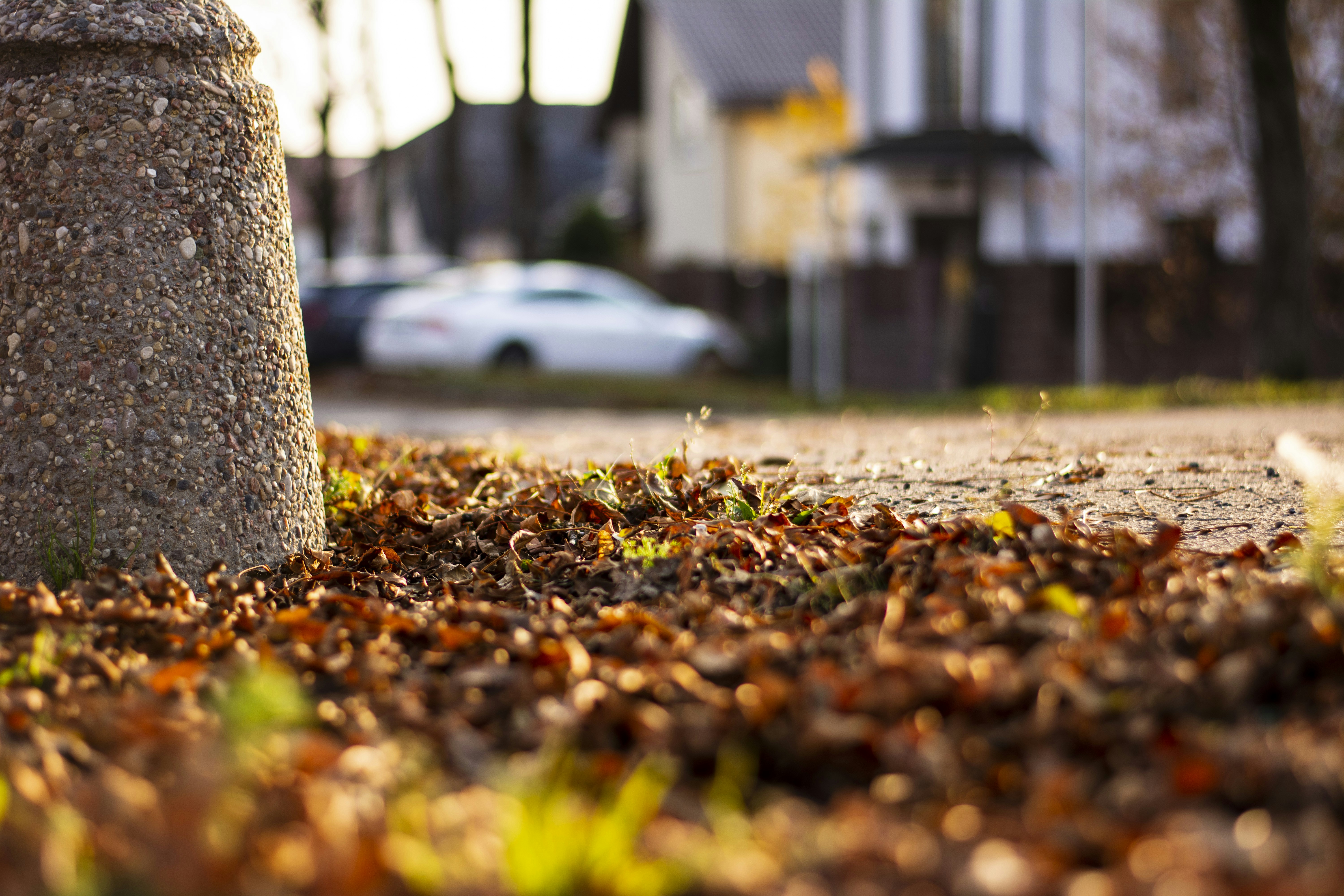 Low-angle close-up of autumn leaves along a curb with a softly blurred suburban street behind