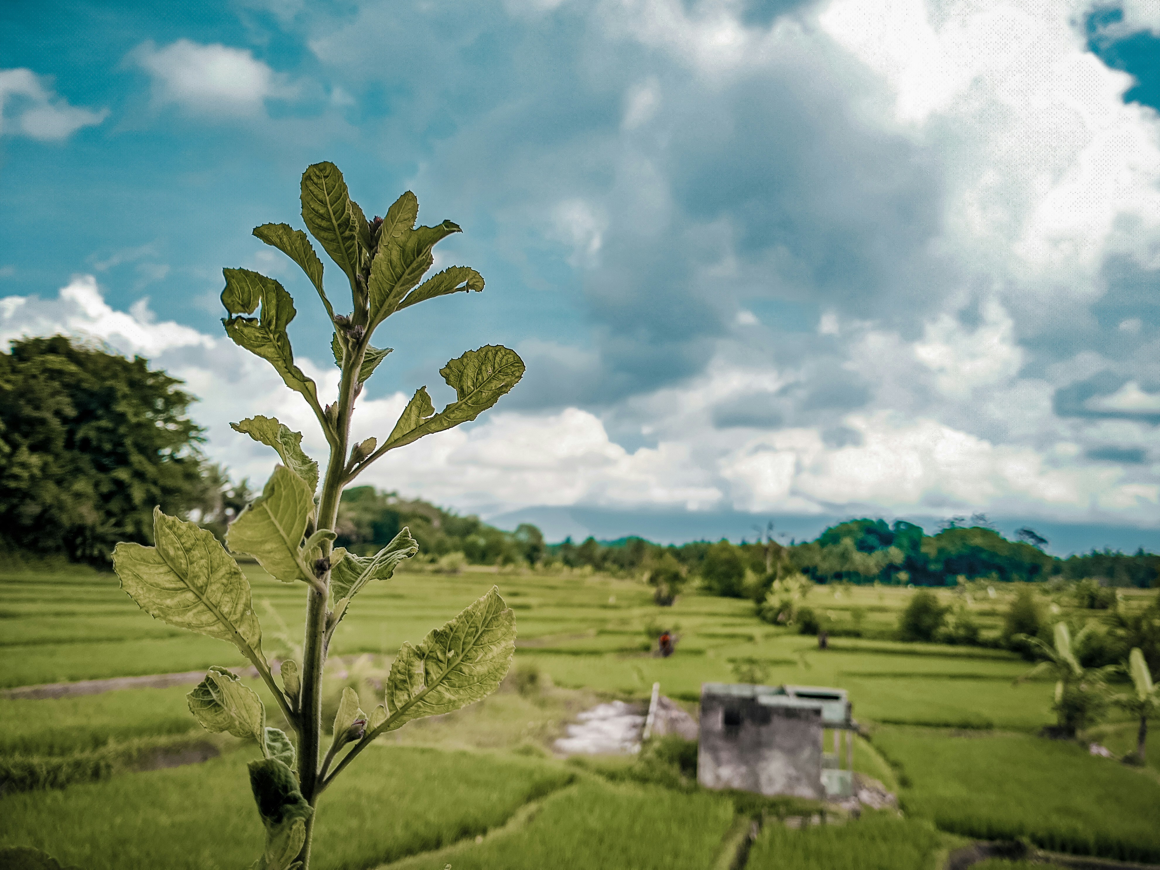 Young plant reaching towards the sky with lush rice fields and a distant structure in the background. 