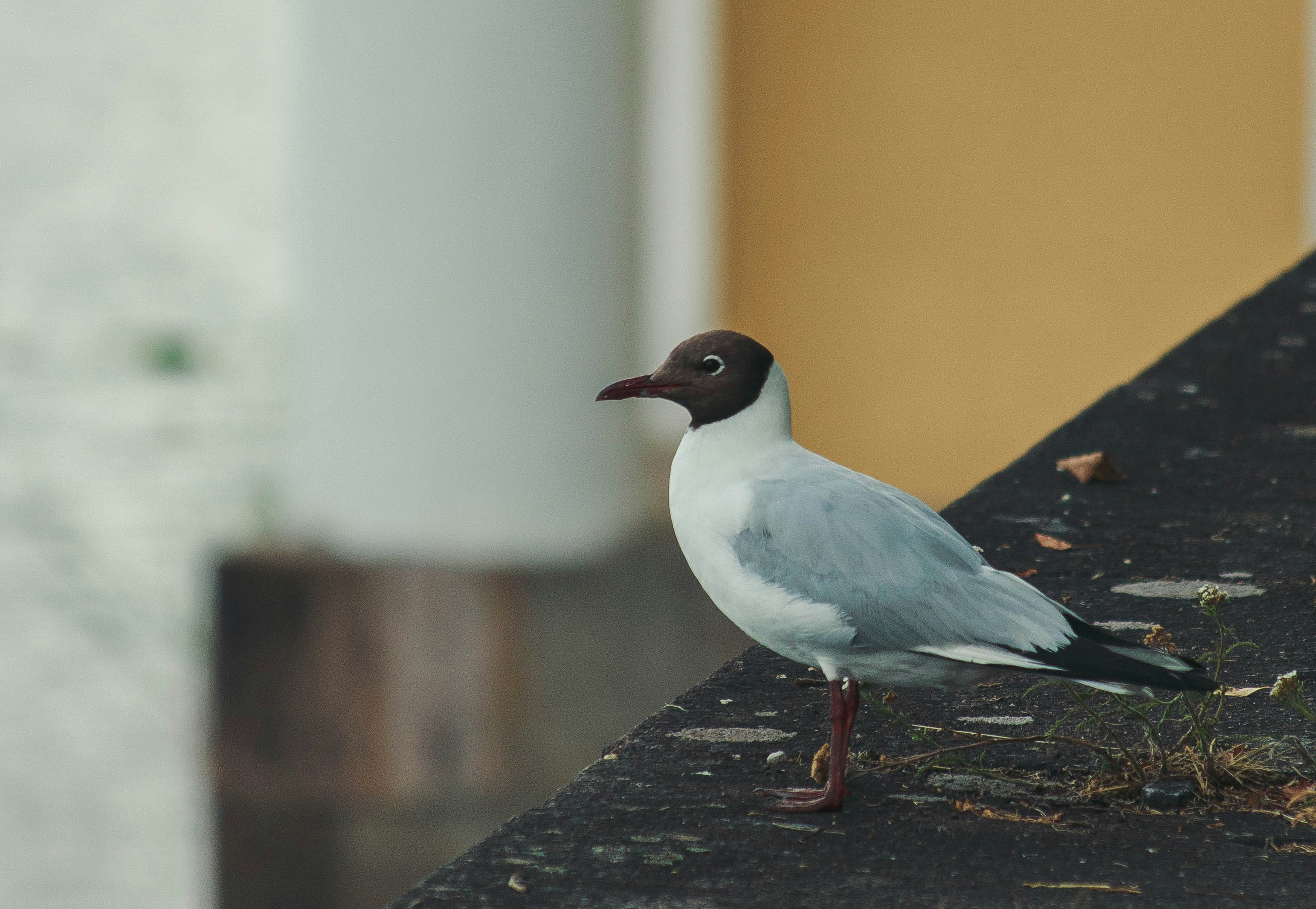 A bird standing on a ledge photo – Free Animal Image on Unsplash