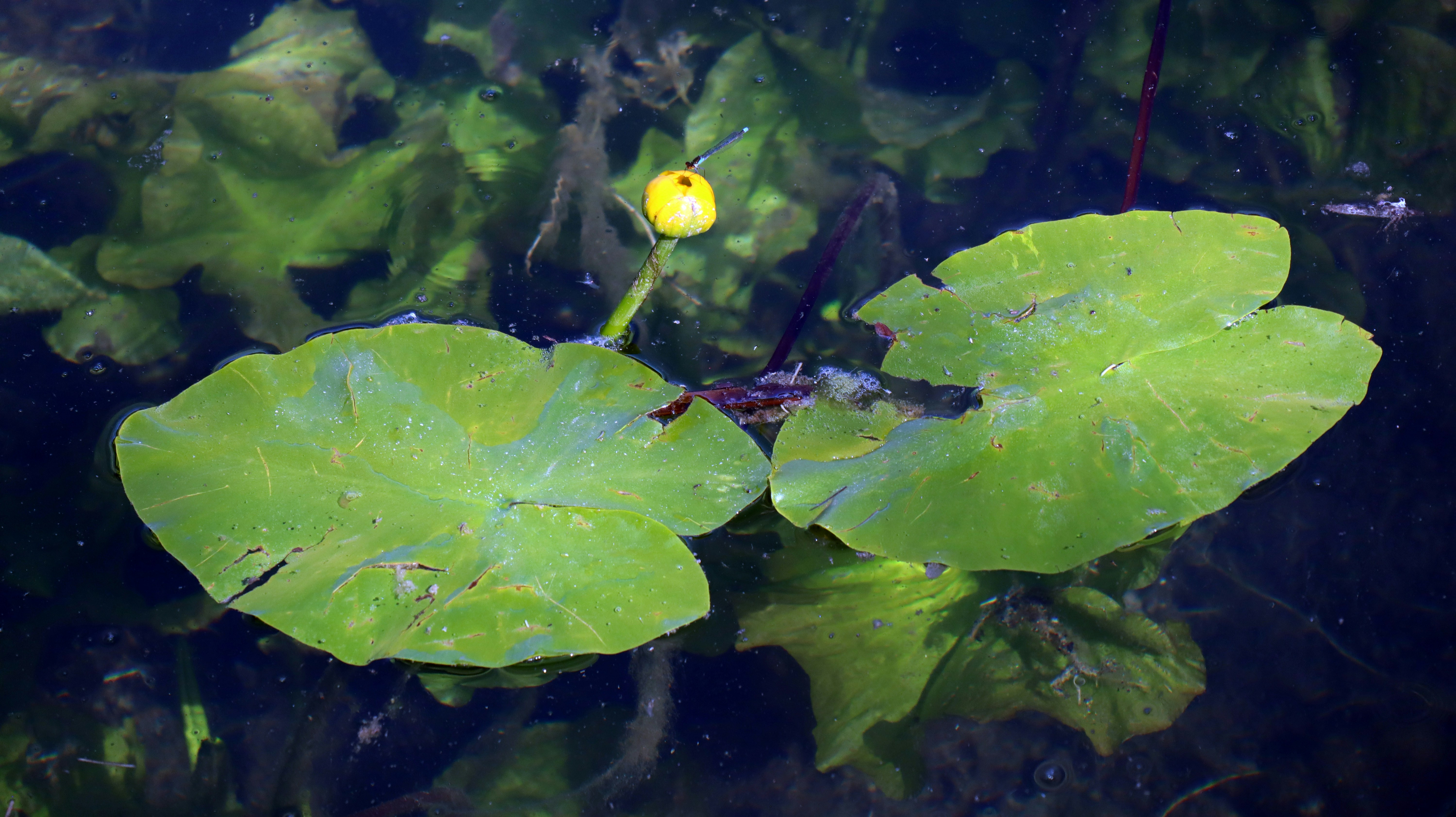 Vibrant green lily pads float on the surface of a tranquil pond, accompanied by a solitary yellow flower peeking through the water. 