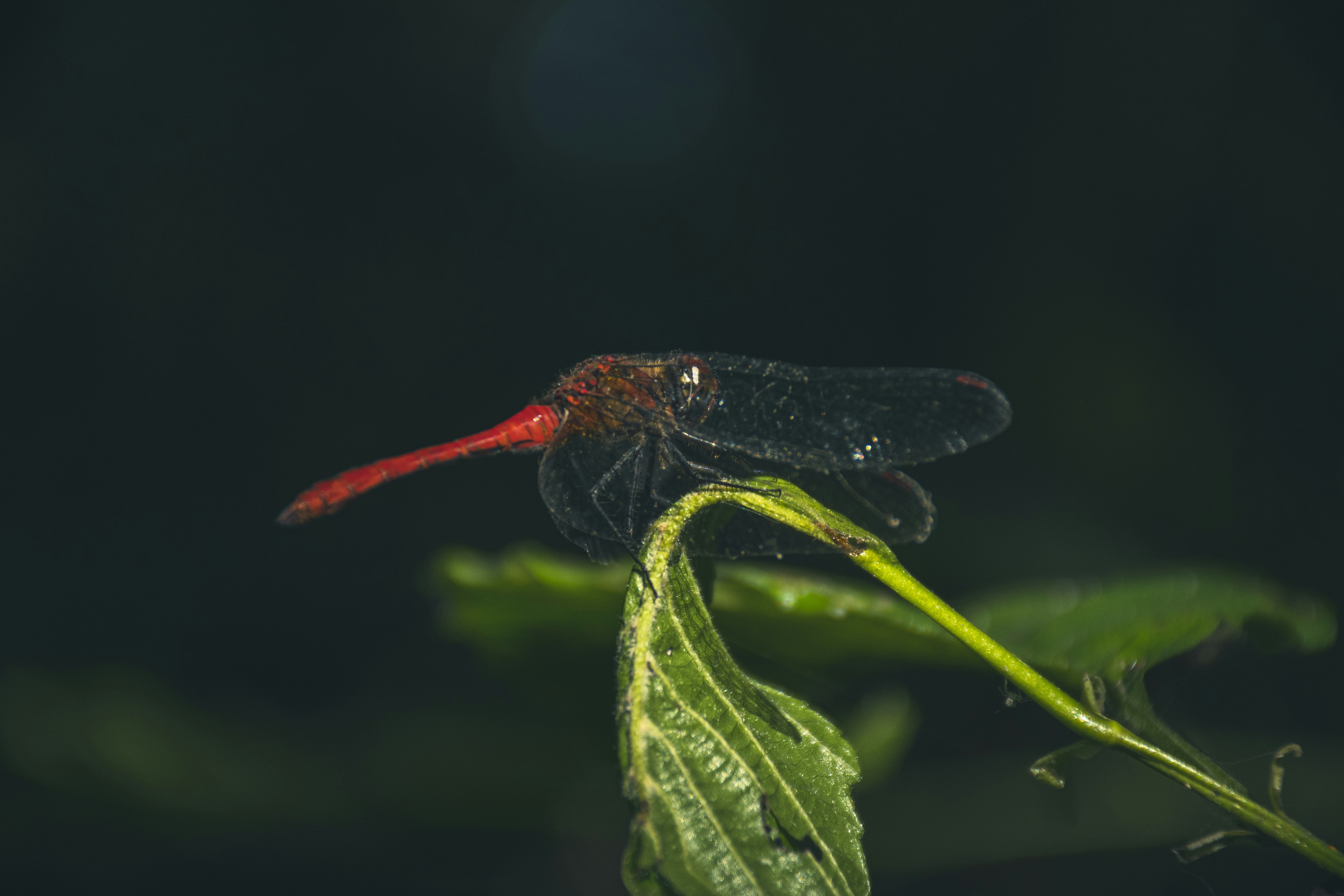 Crimson-bodied dragonfly perched on a curling leaf in shadow