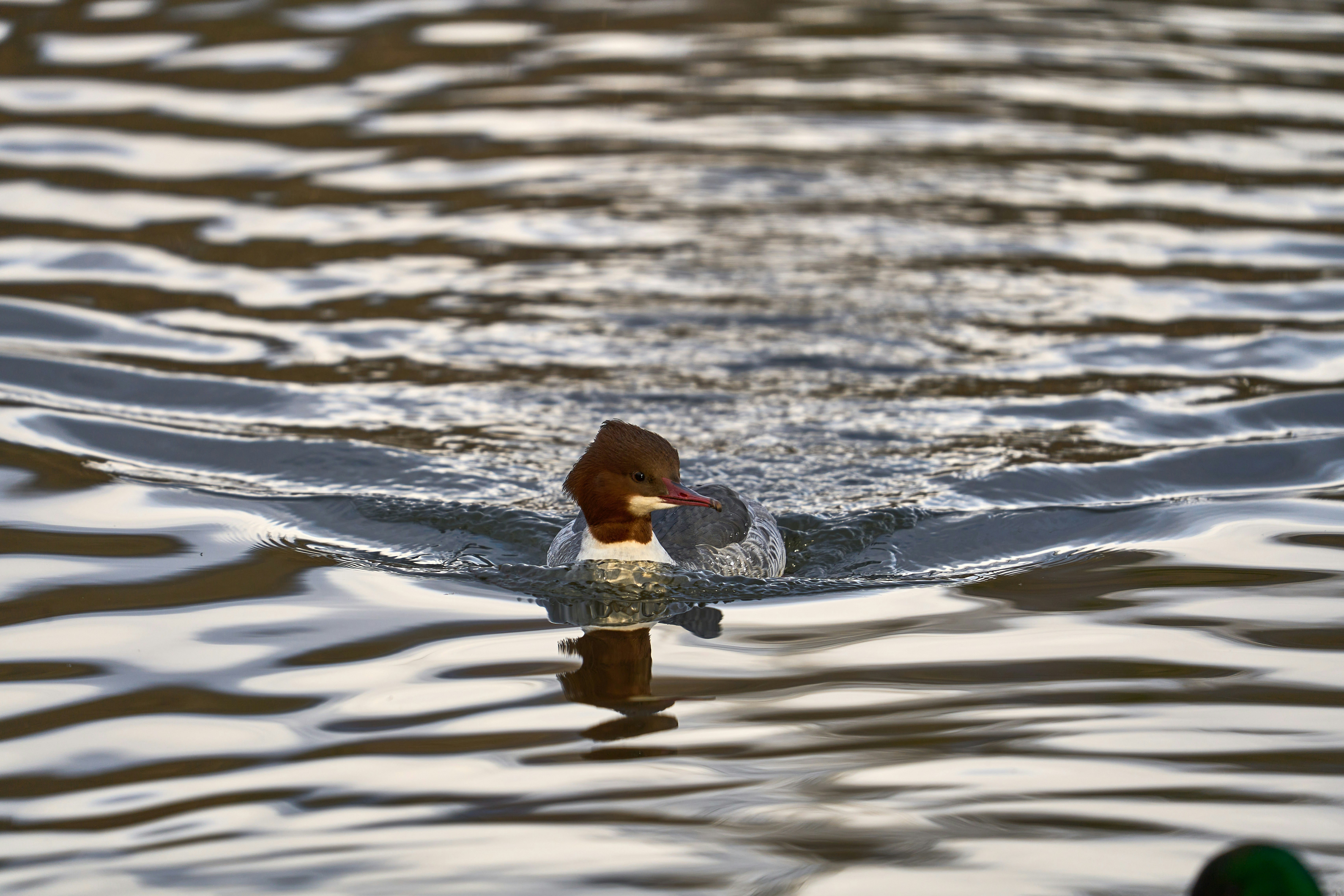 A merganser gliding gracefully across a shimmering water surface, creating gentle ripples that distort the reflections. 