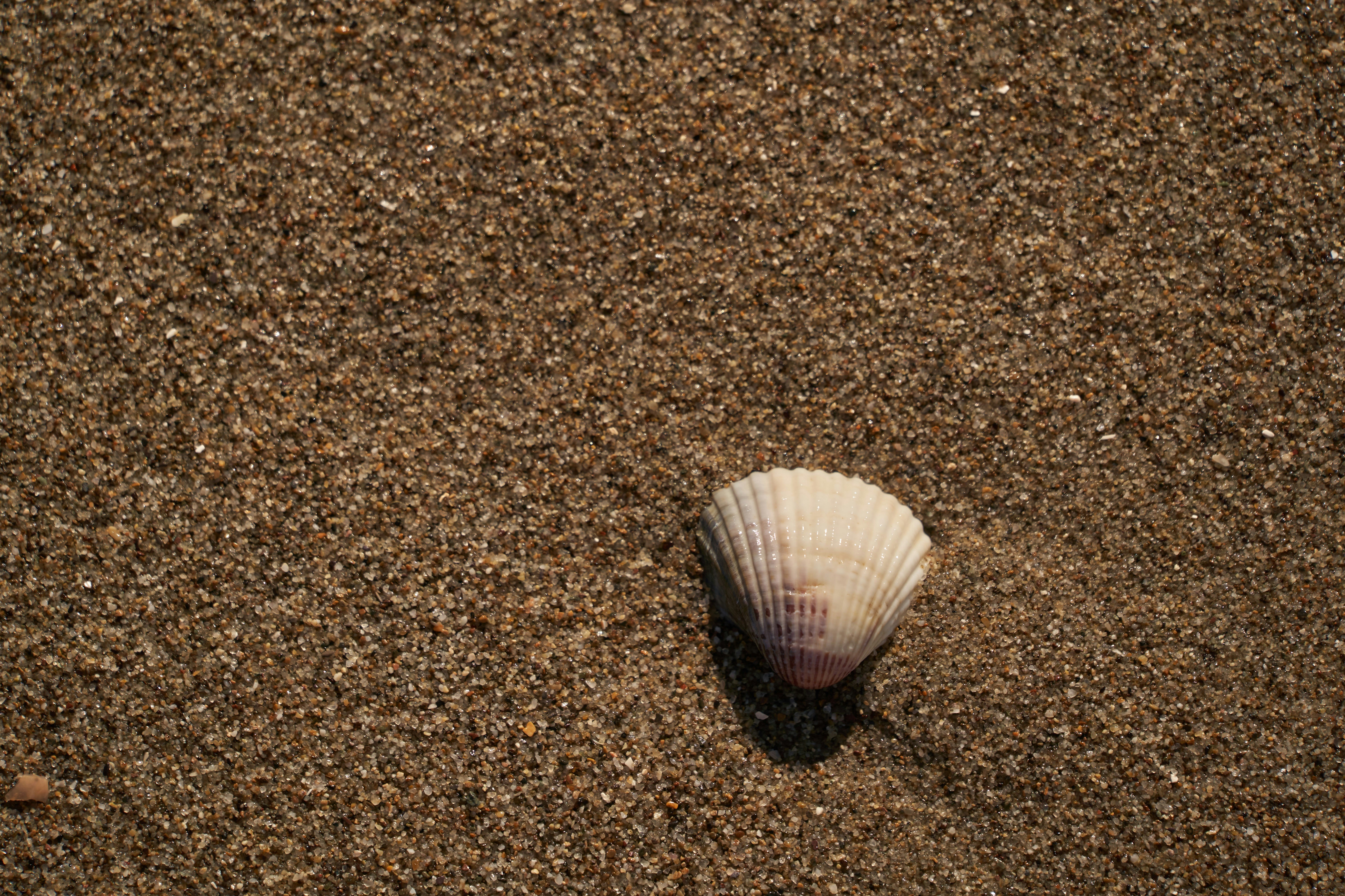 A seashell on the sand photo – Free Brown Image on Unsplash