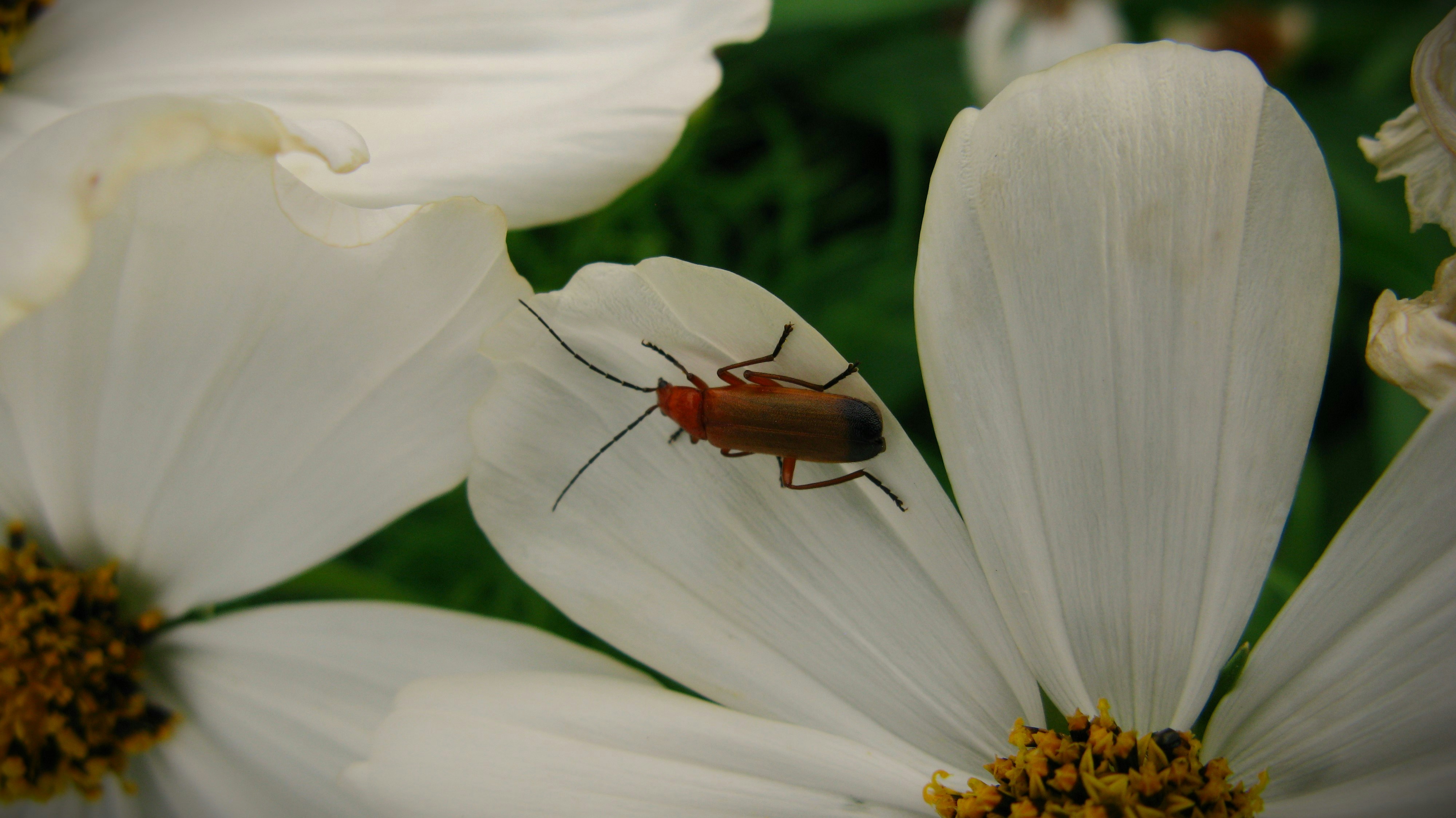 A macro shot featuring a small insect resting on the delicate petals of white flowers, showcasing the intricate details of both the bug and the floral backdrop.
