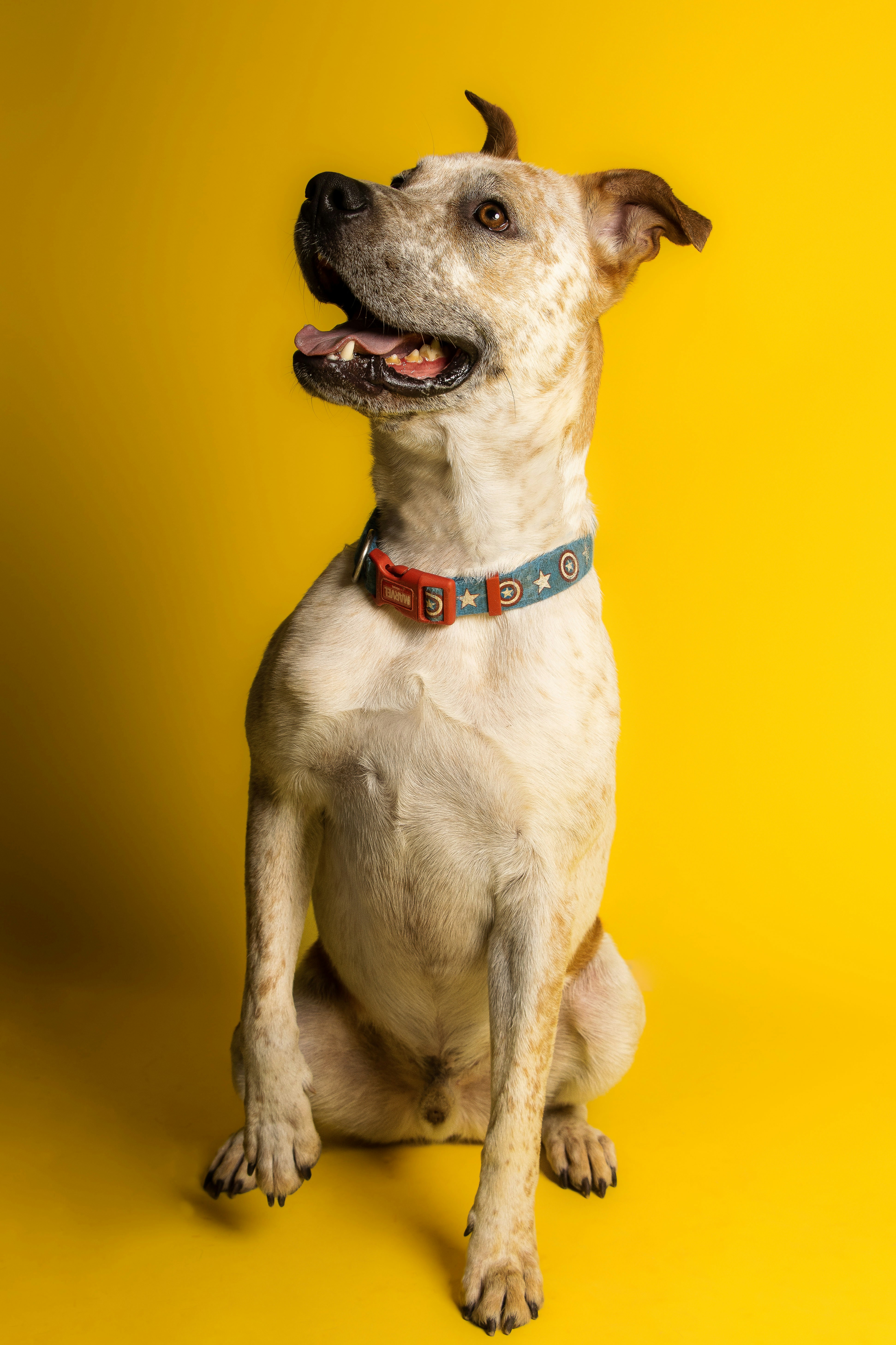 Foto Un perro sentado mirando hacia arriba – Imagen Amigable gratis en ...