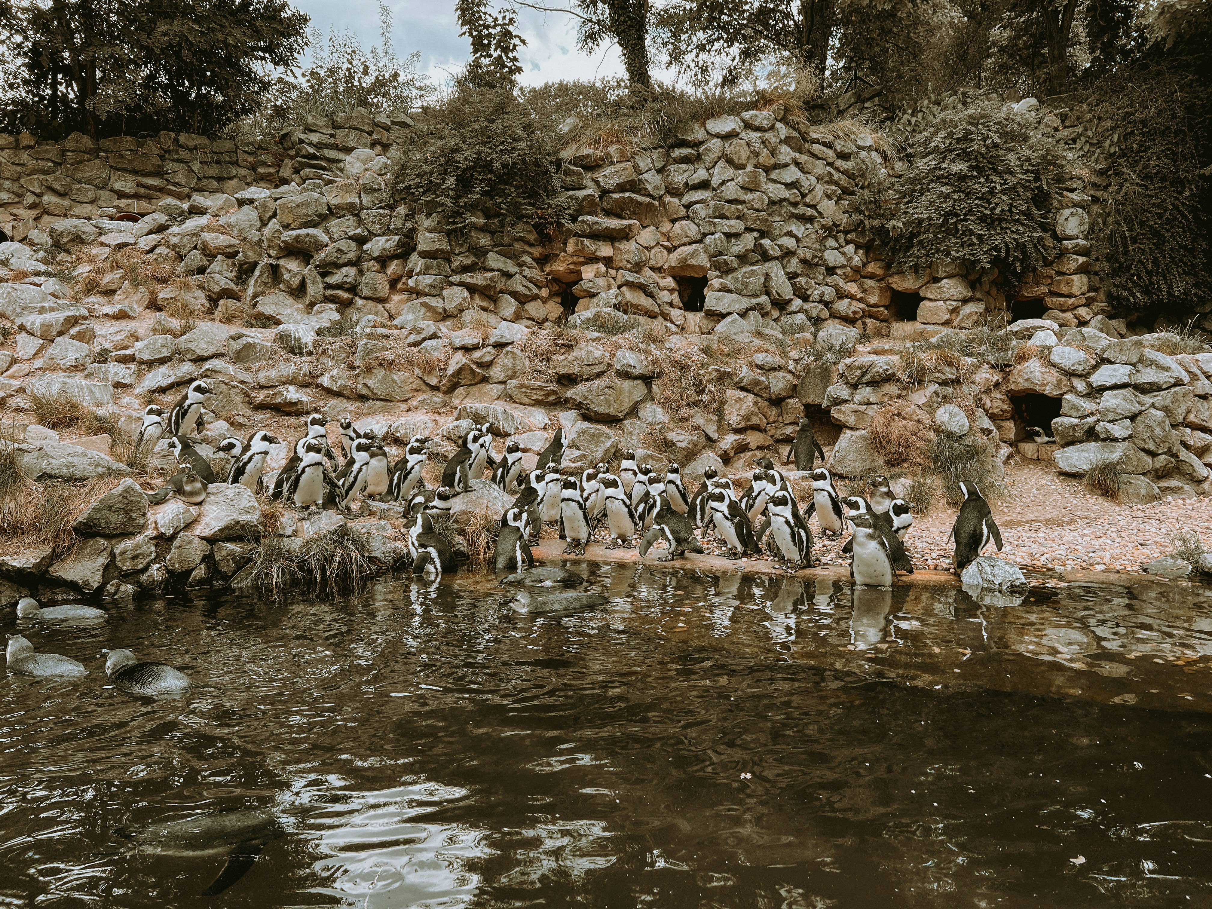 Penguin Parade Along a Stone Terrace by a Quiet Pool