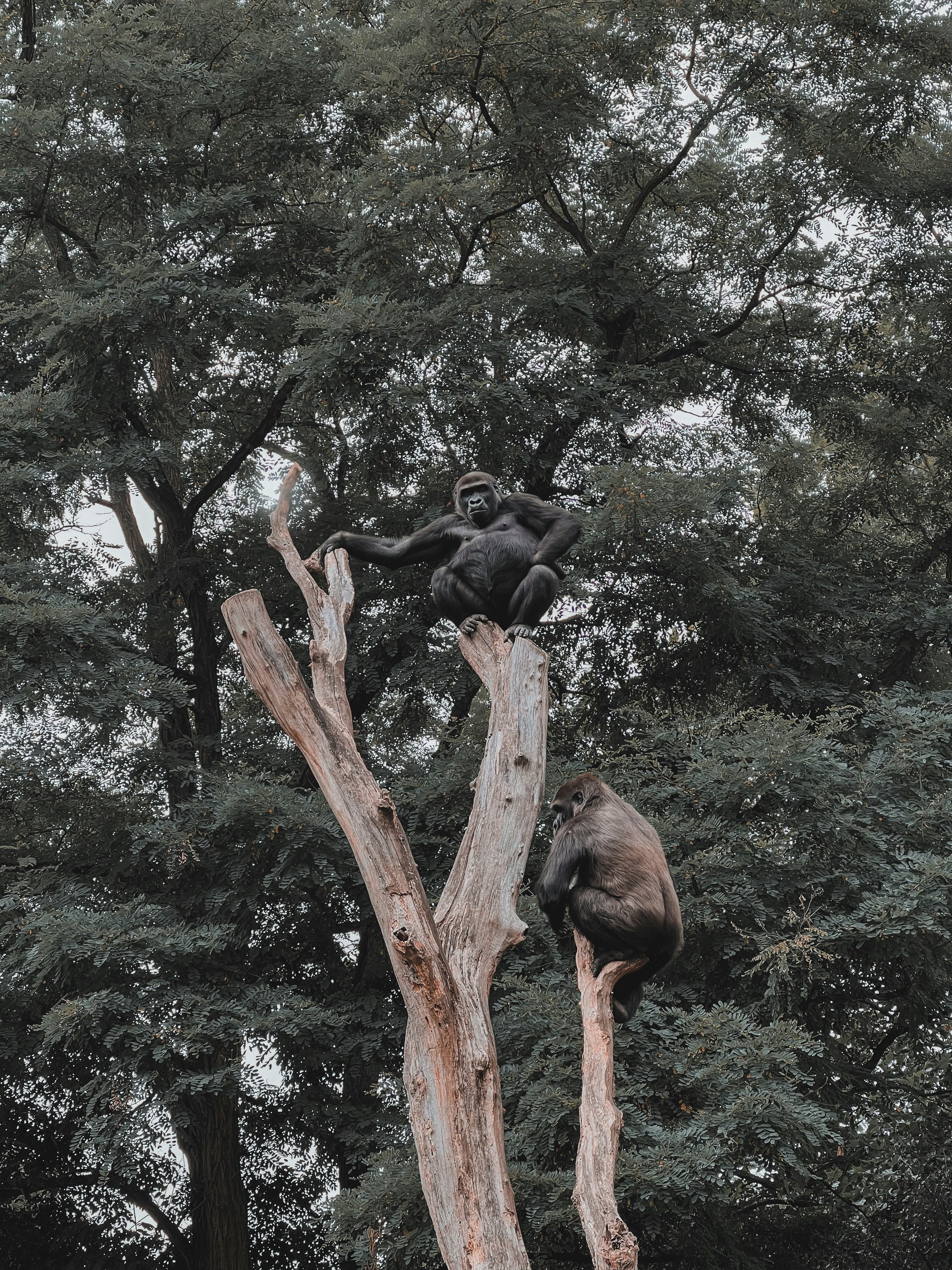 Gorillas sitting on the tree 