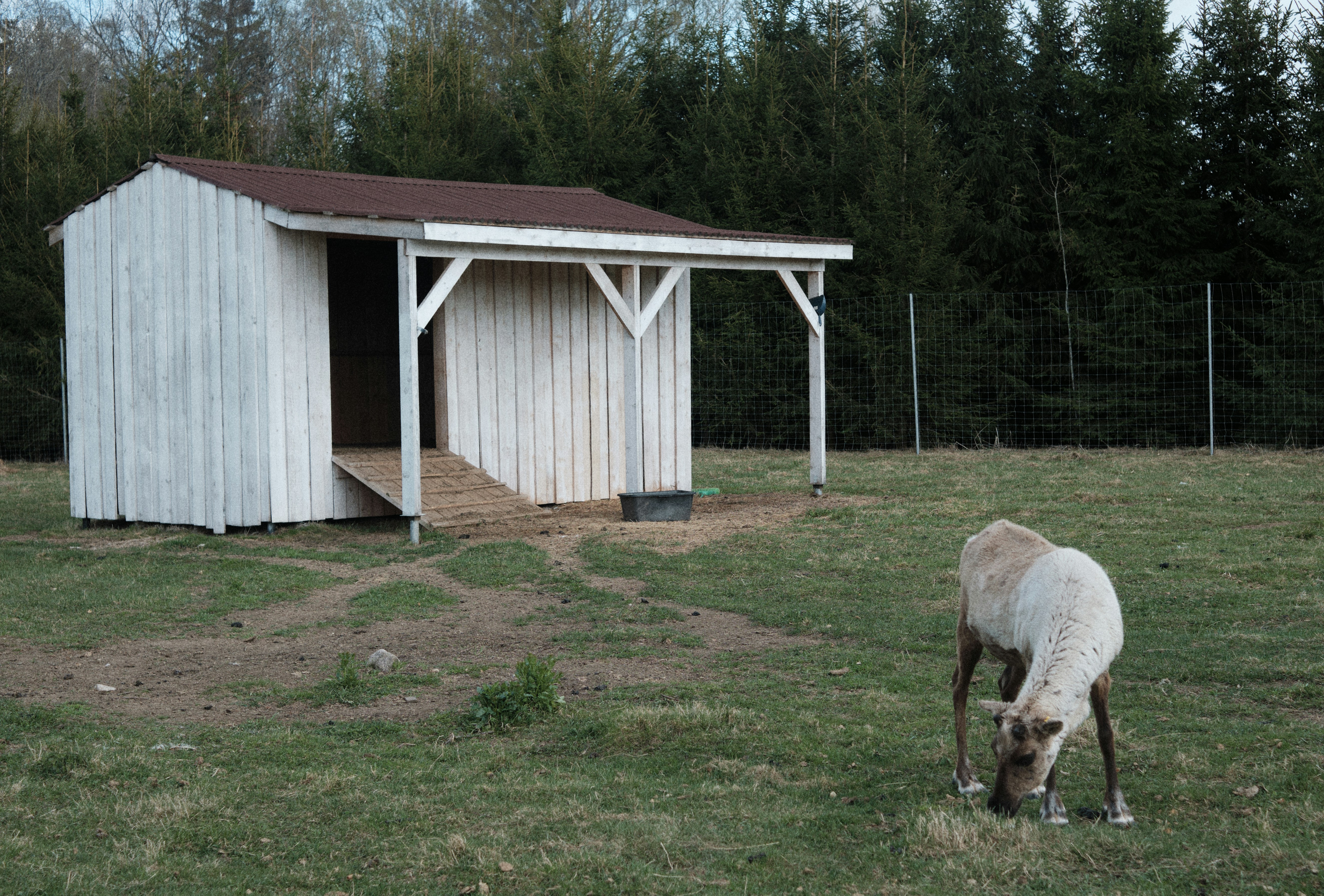 Pasture Guardian: A Lone Horse Feeds Near a Weathered Shelter