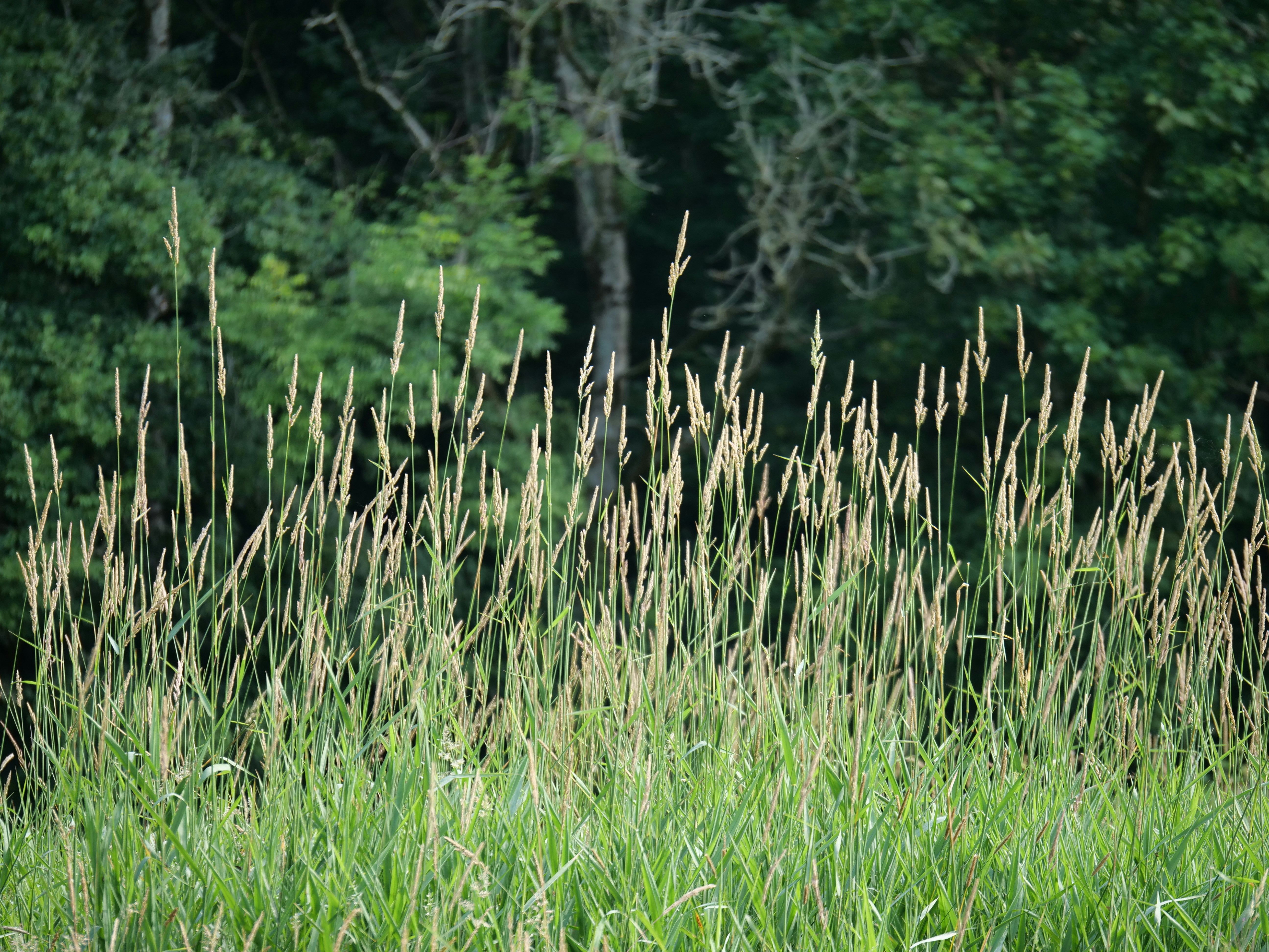 Tall grasses swaying gently in the breeze, set against a backdrop of lush greenery. The scene evokes a sense of tranquility and connection to nature.