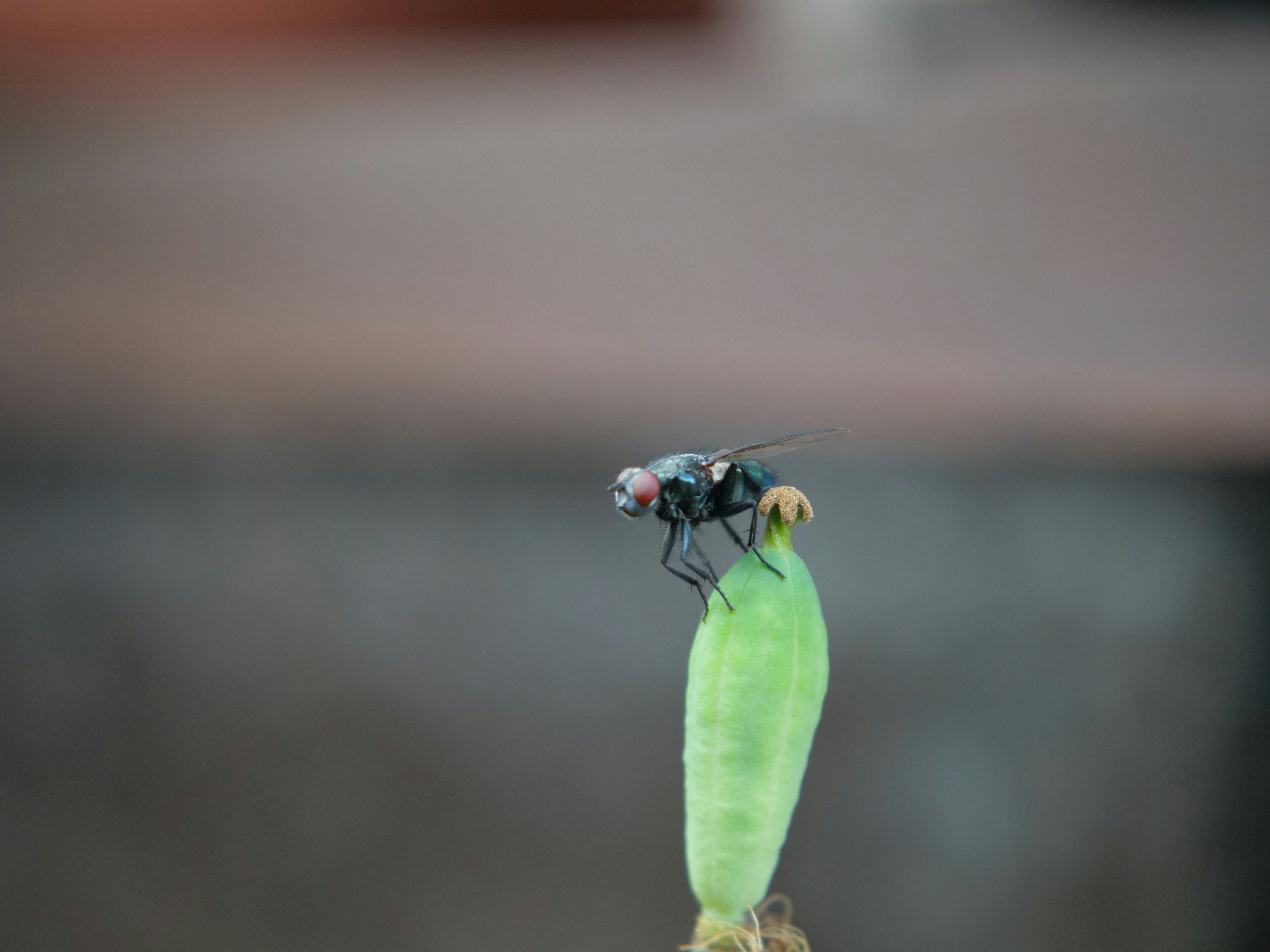 A close up of a fly photo – Free Fly Image on Unsplash