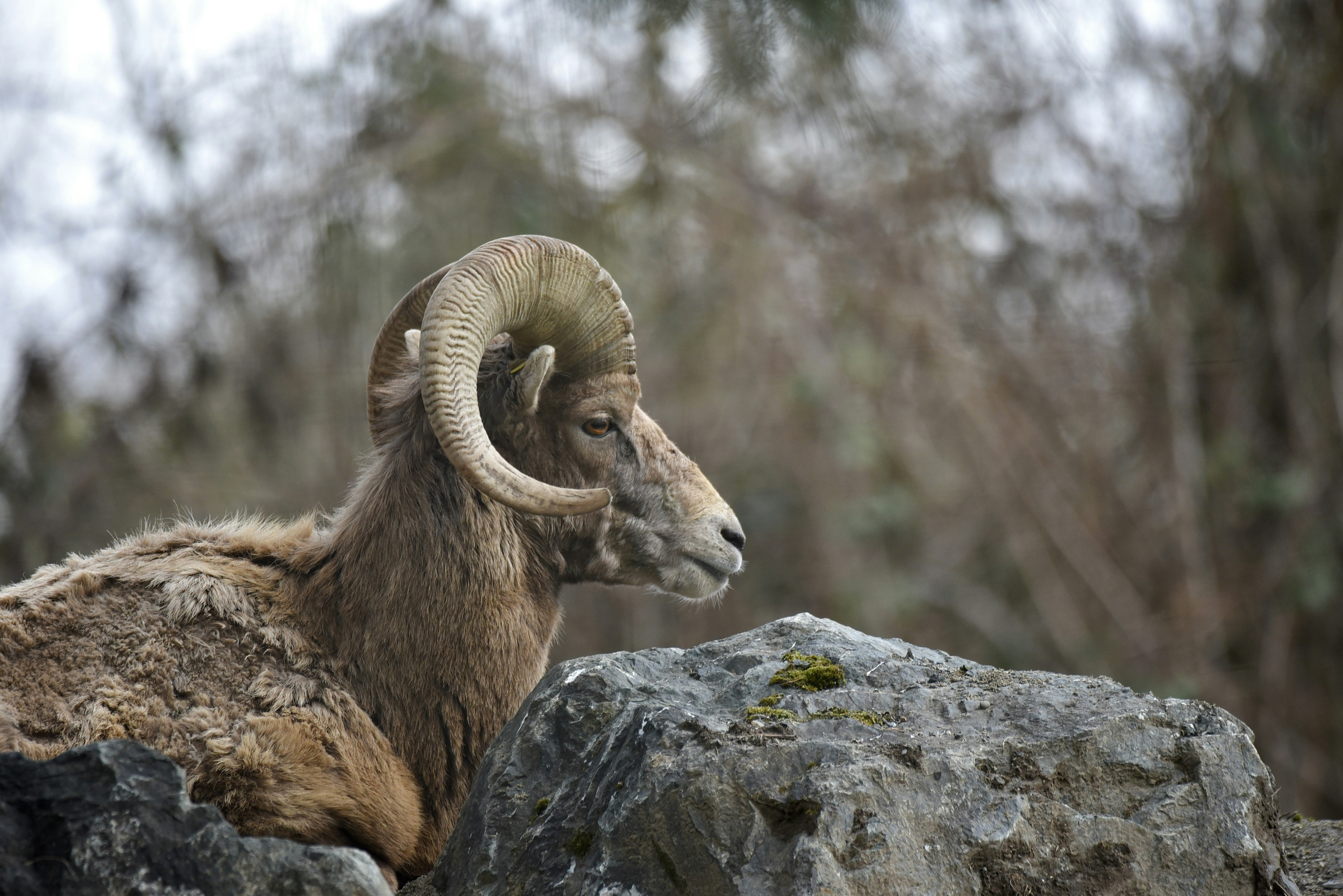Ram Mountain Goat