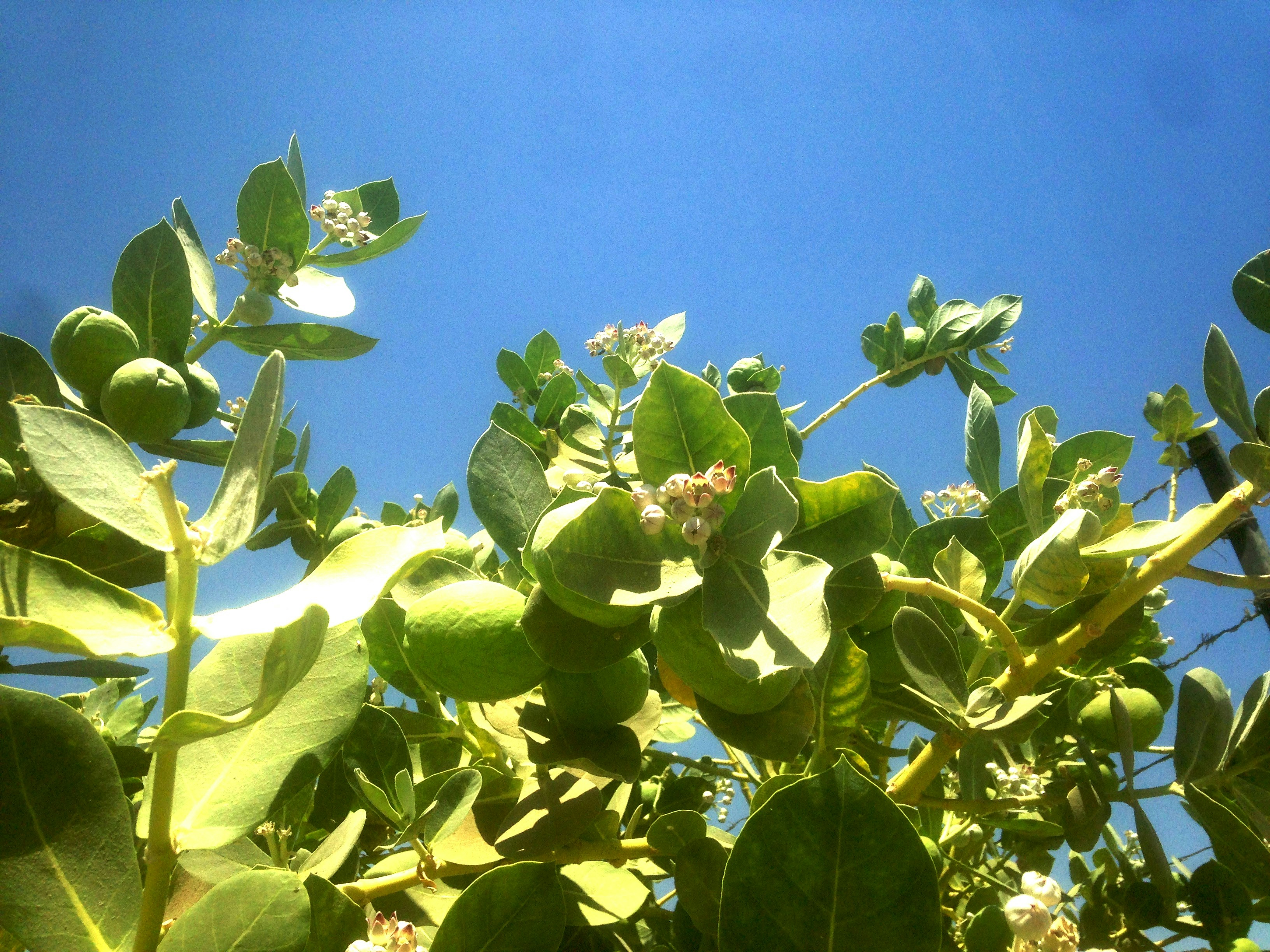 Verdant Canopy Reaching Toward a Cerulean Sky