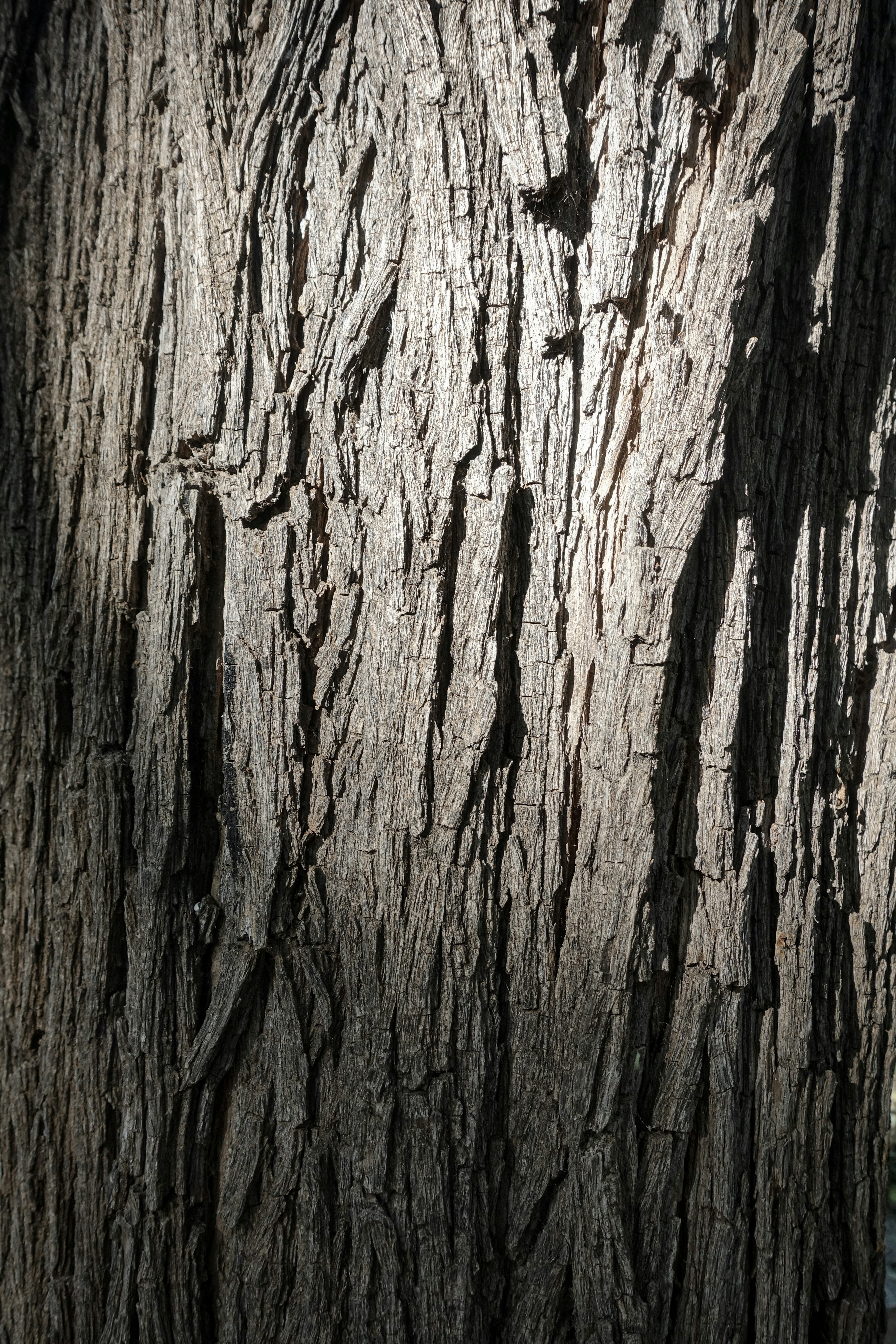 Un primer plano del tronco de un árbol foto – Imagen de Gris gratuita ...