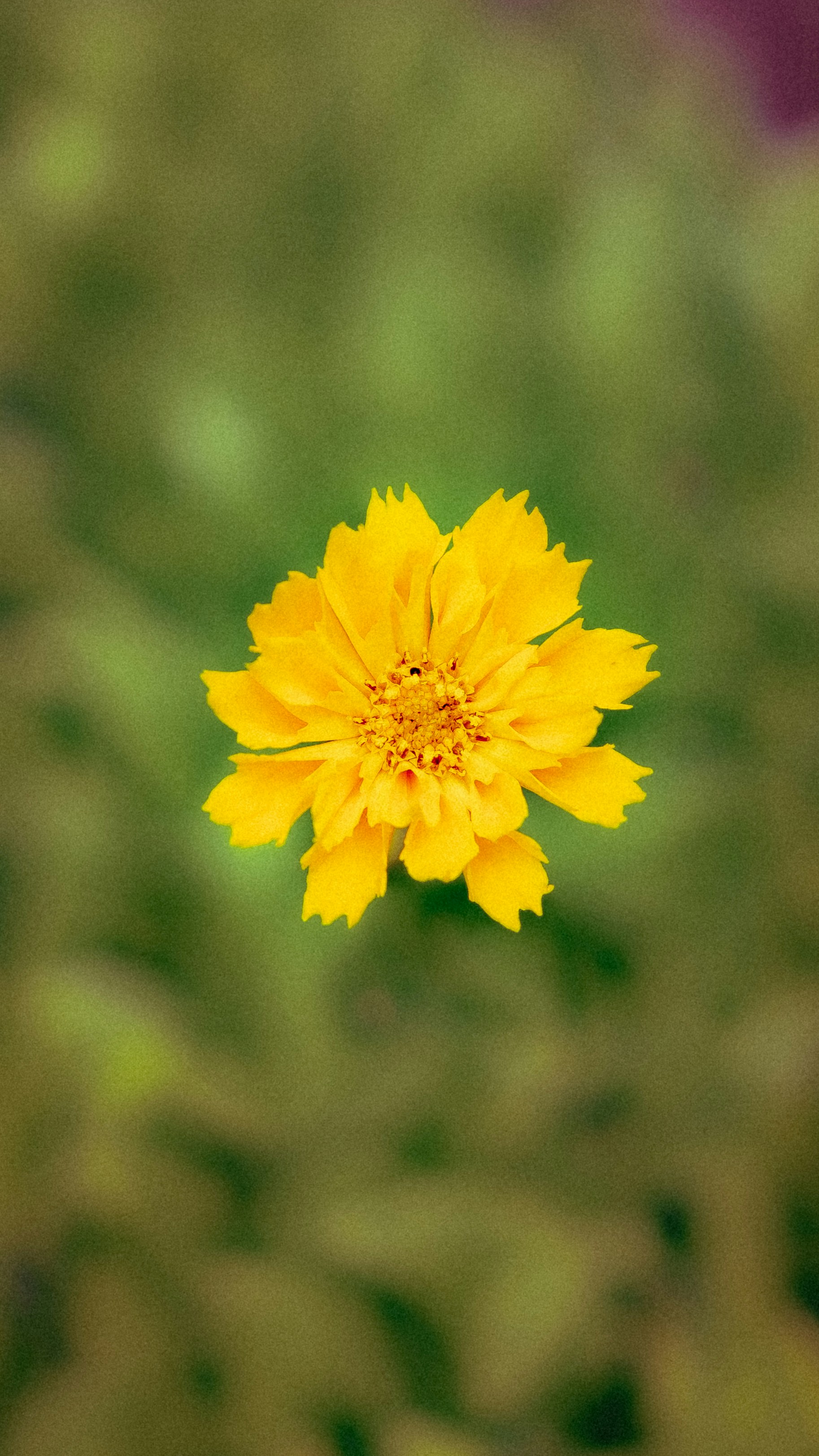 Golden Core: a solitary yellow bloom captured in intimate macro with creamy bokeh