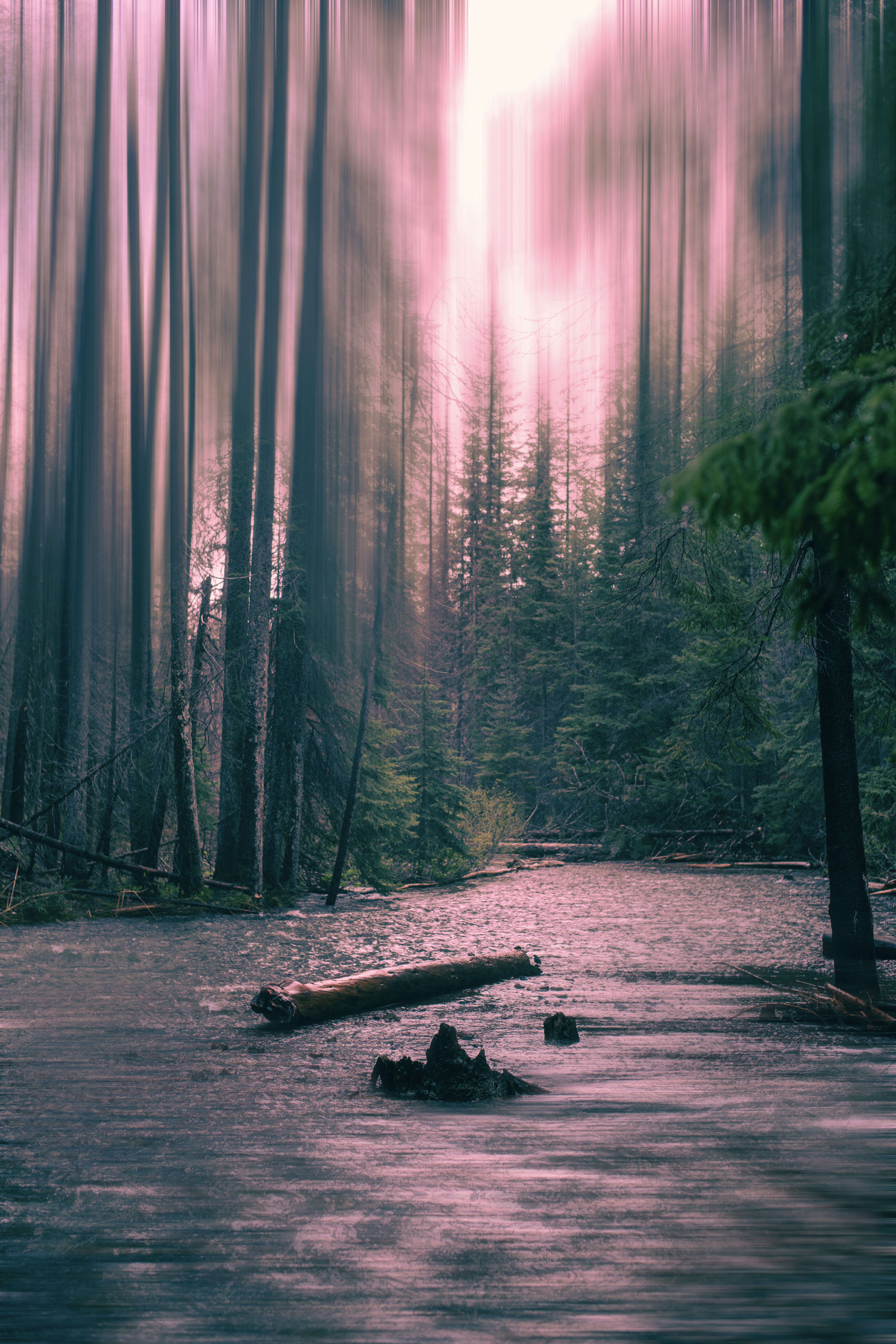 Pink Mist Over a Velvet Creek Through a Blur of Pines