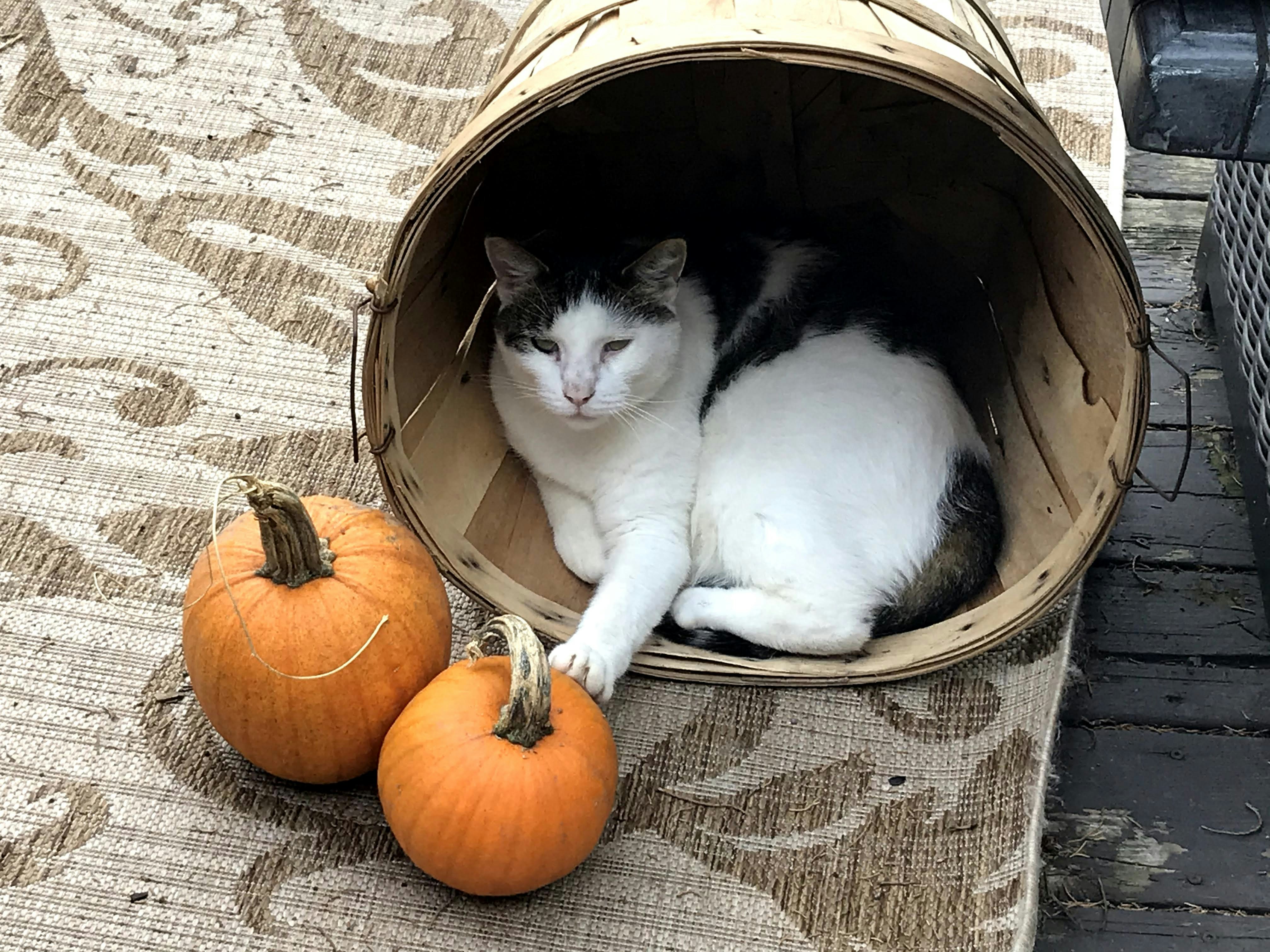 Cat in a Barrel: Autumn Calm by Pumpkins