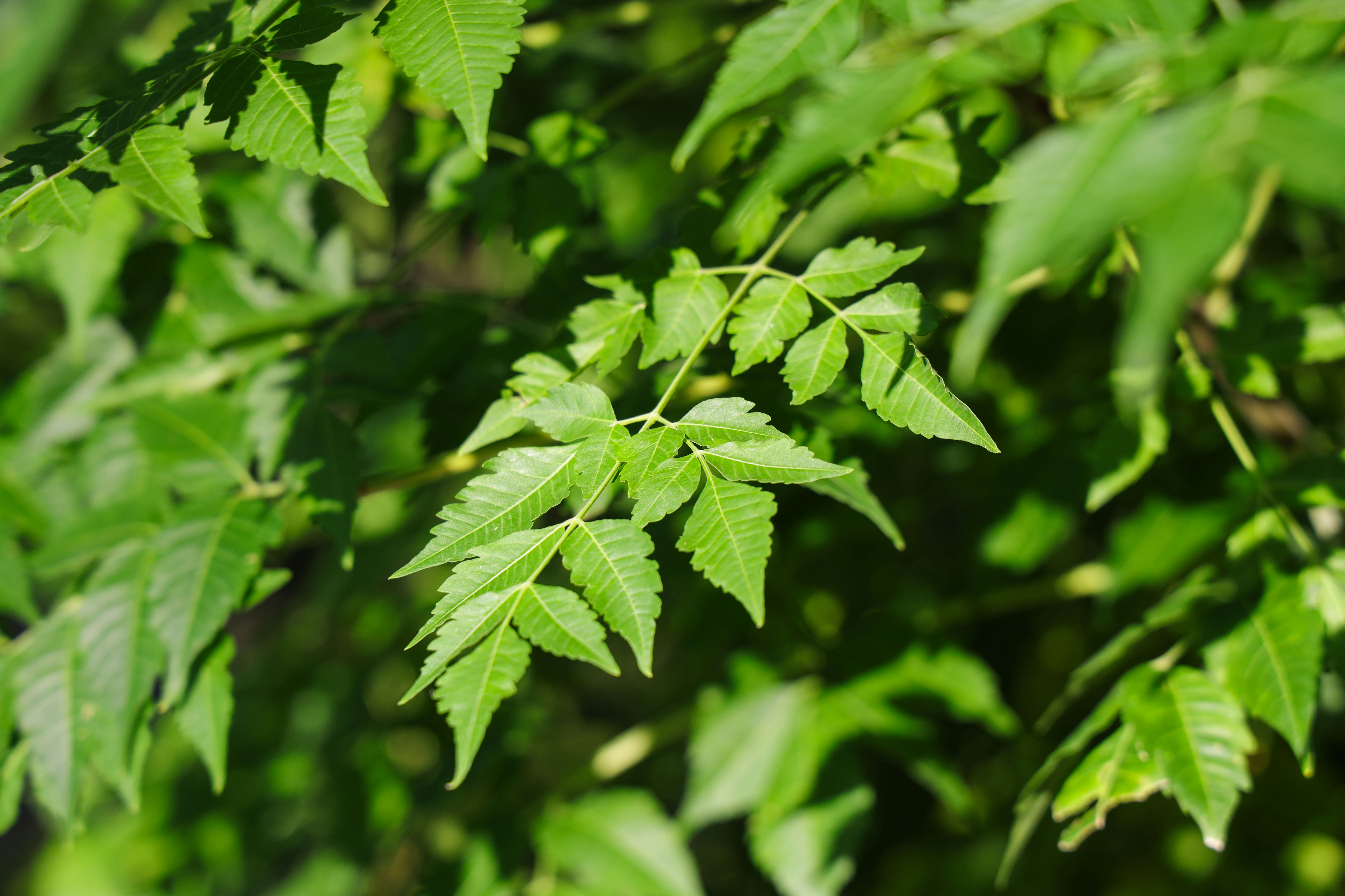 Close-up of vibrant green leaves showcasing intricate textures and patterns. The image highlights the lushness of foliage in a natural setting.
