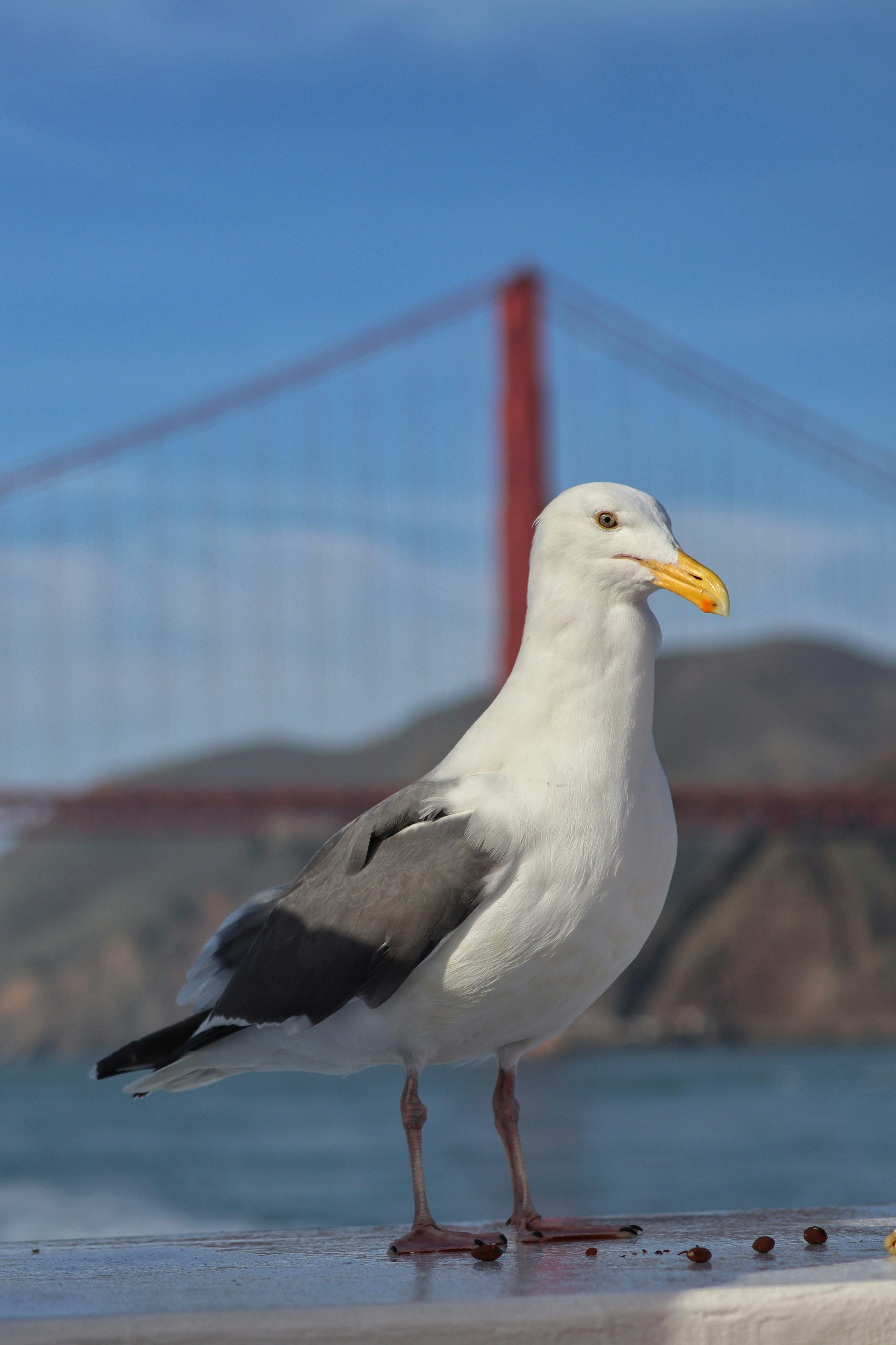 a seagull standing on a dock with a bridge in the background