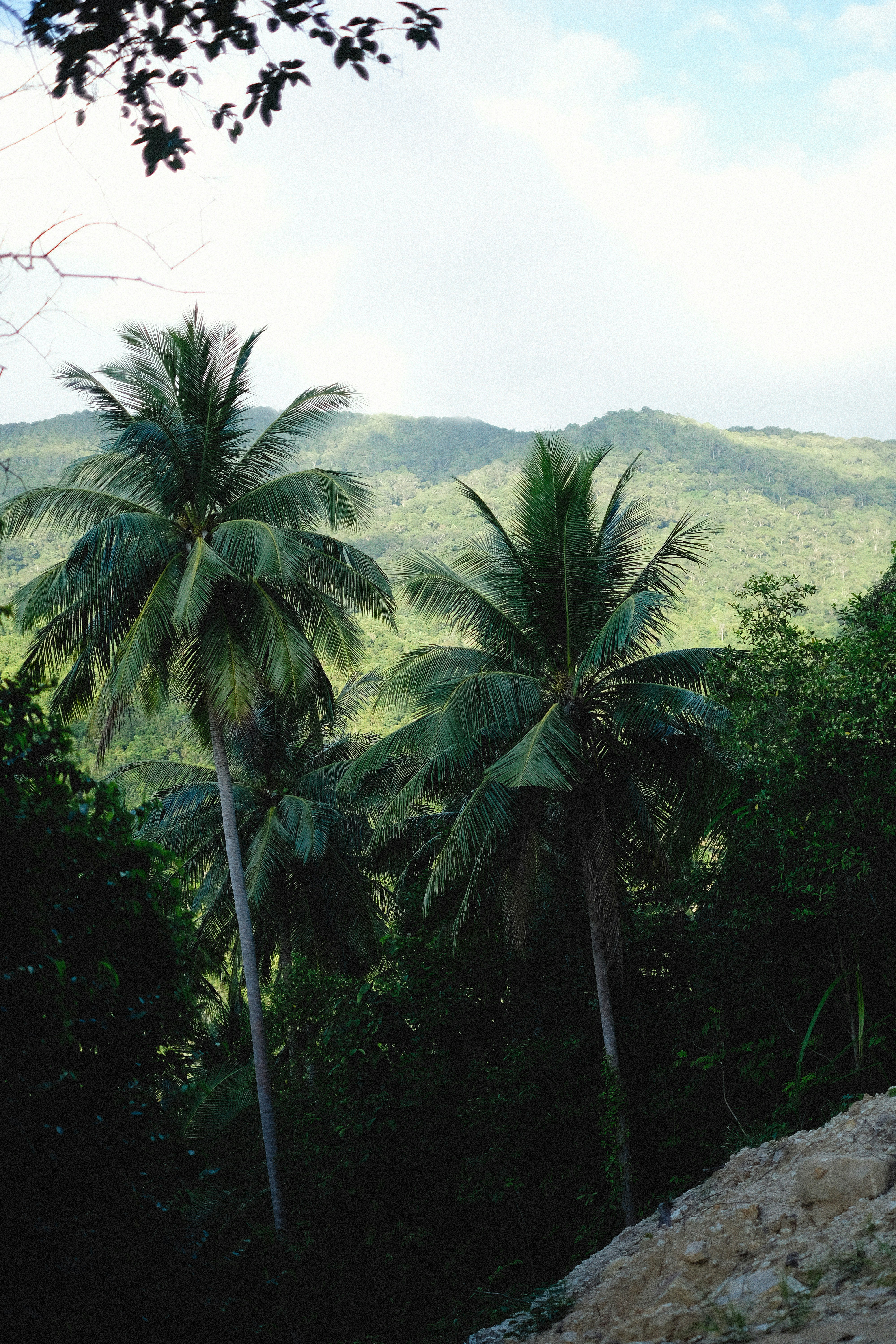 Lush green palm trees stand tall against a backdrop of rolling hills, embodying the essence of a tropical paradise.