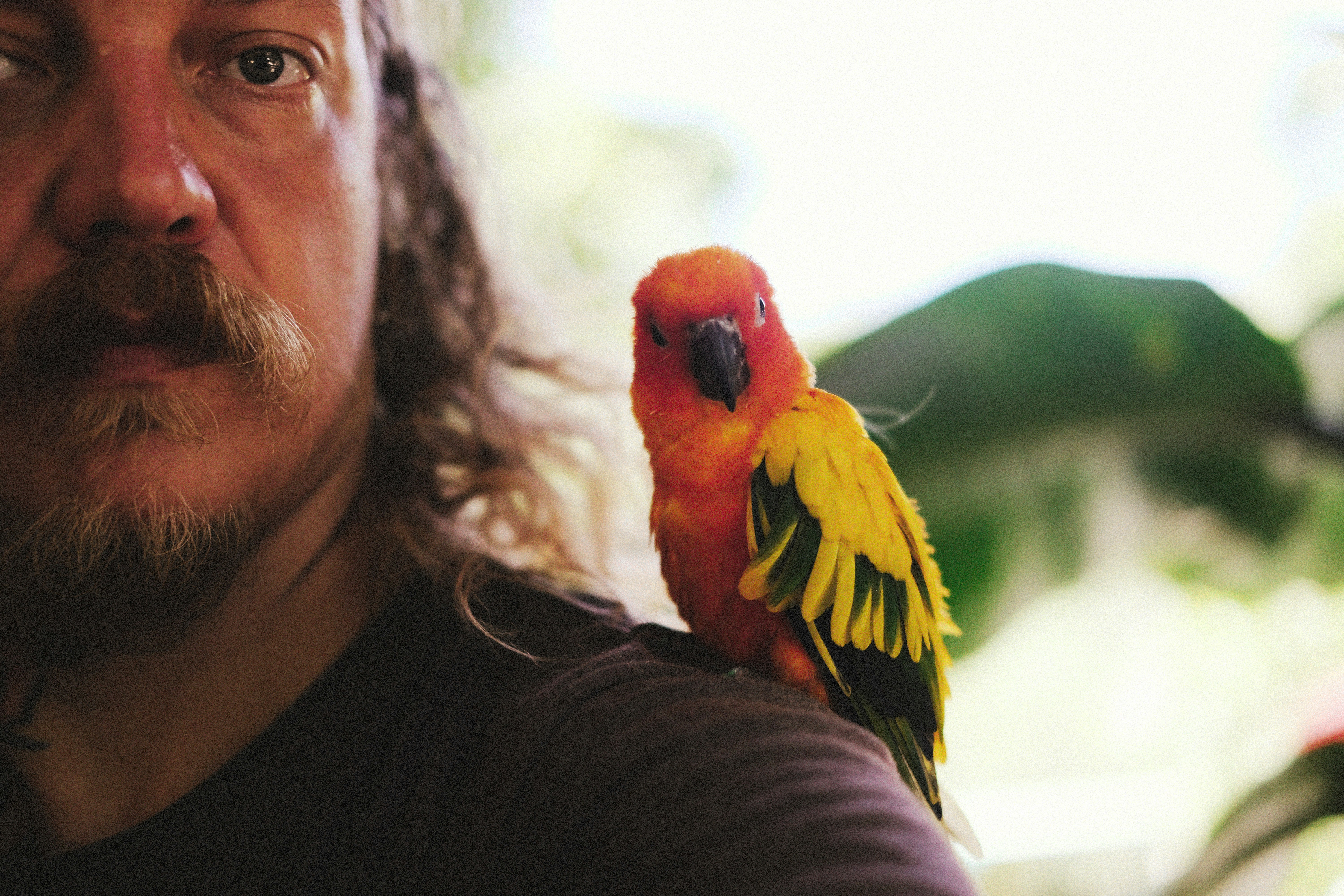 Red Parrot on the Shoulder: A Quiet Moment in Early Light