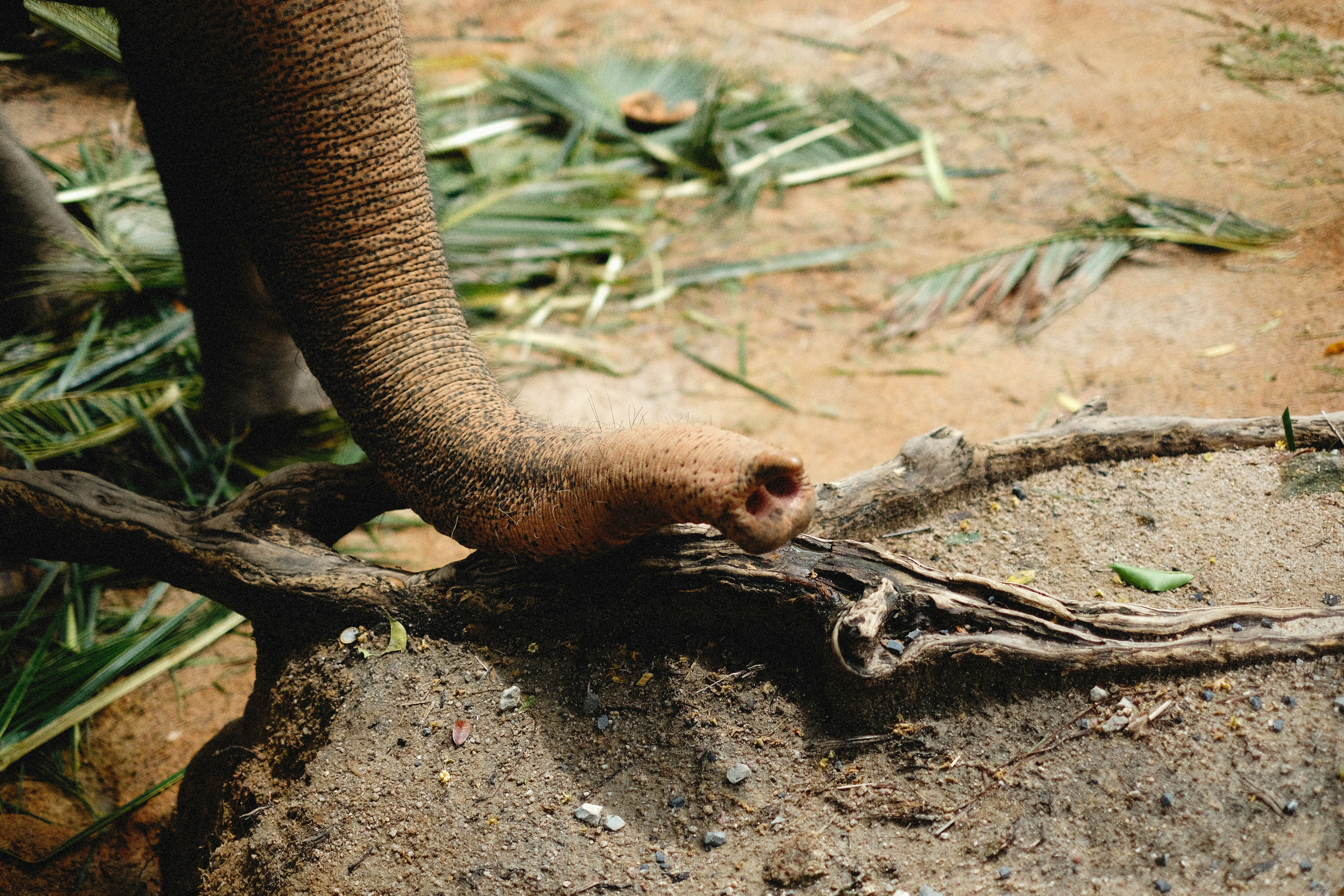 Earthy Grip: Close-Up of an Elephant's Foot on a Weathered Root