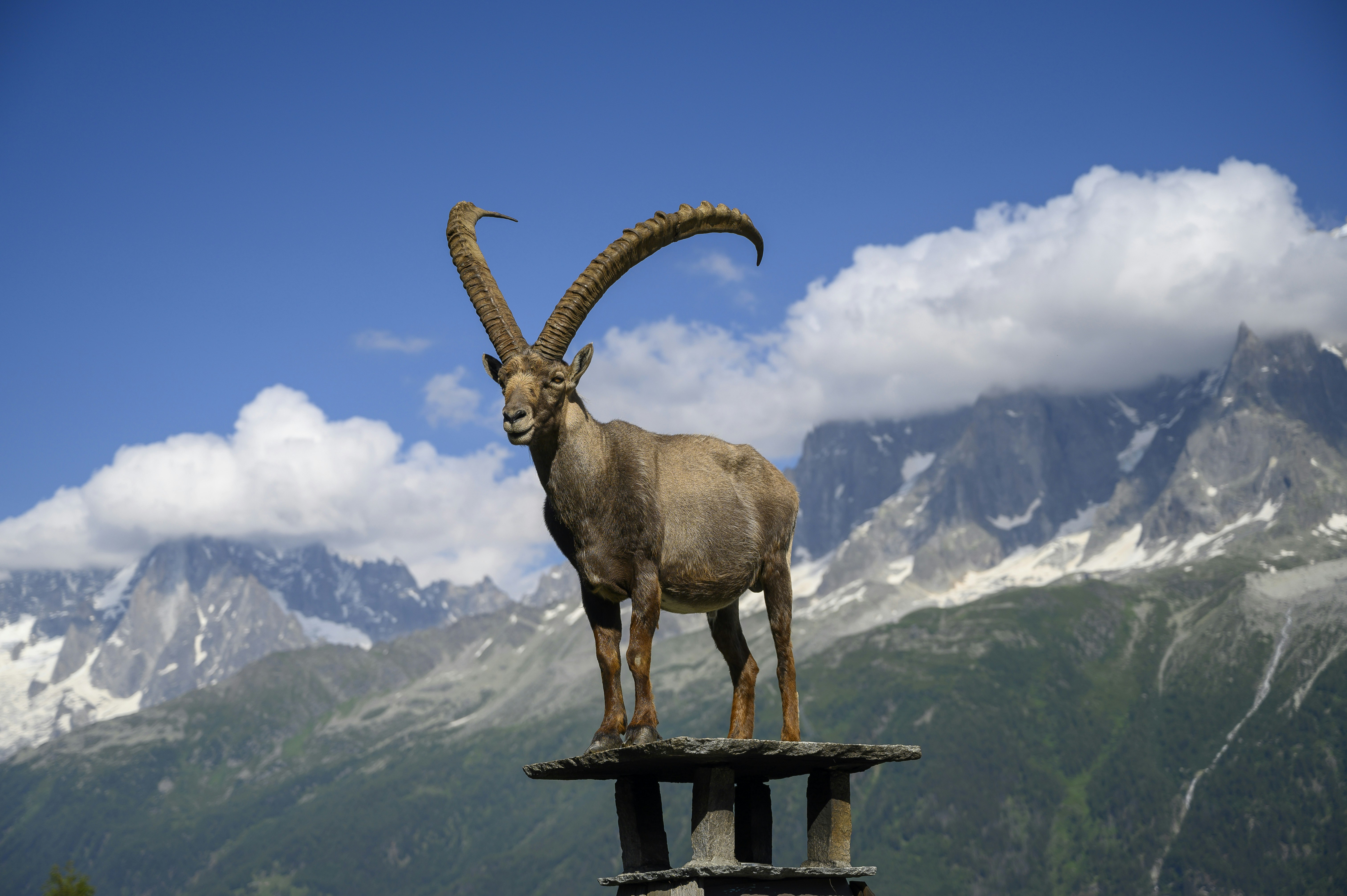 Mountaingoat on rooftop 