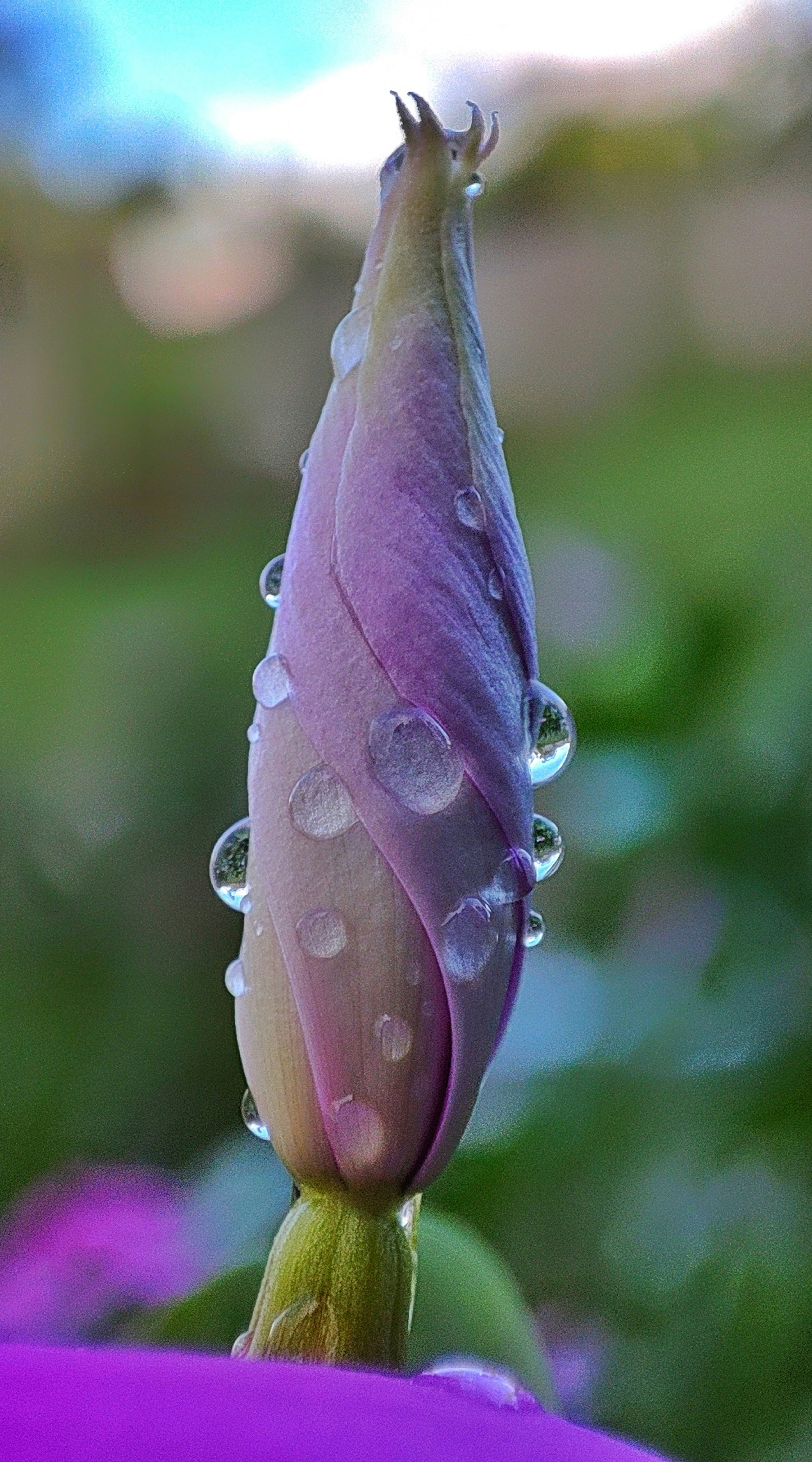 Gros plan d’une fleur photo – Photo Fleur Gratuite sur Unsplash