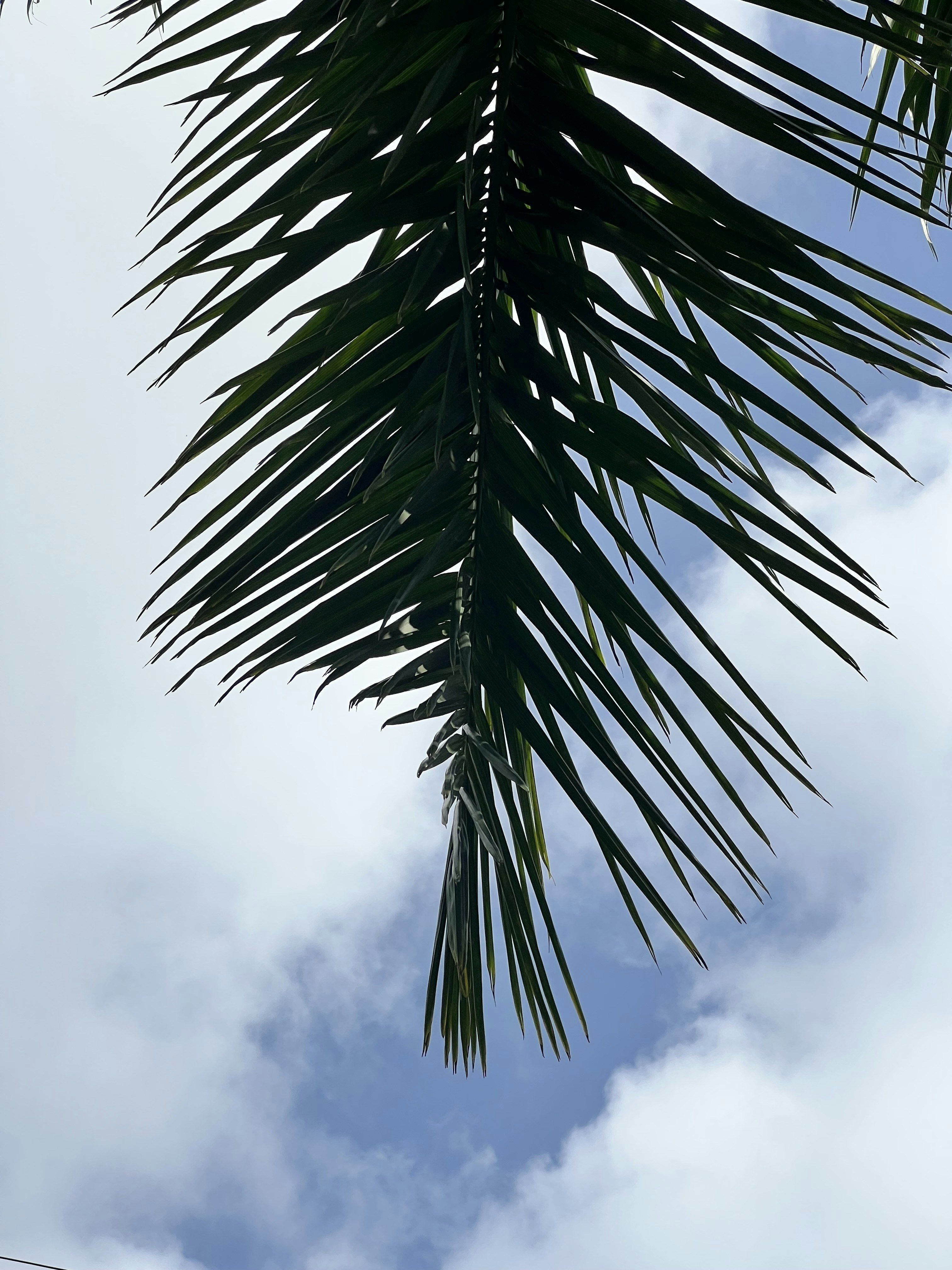 Vertical Palm Frond Spine Reaching into a Powder-Blue Sky