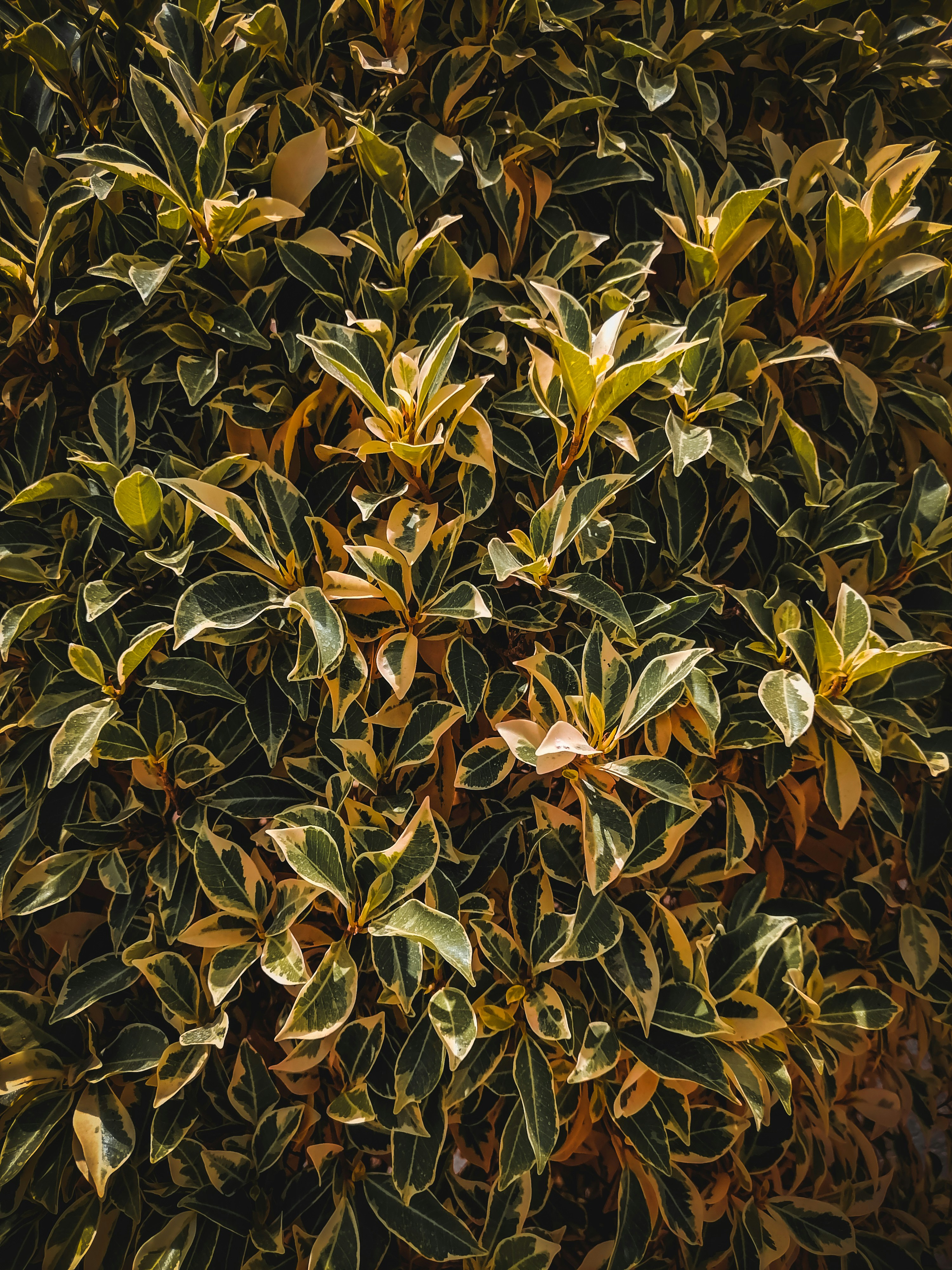 Close-up photograph of a dense hedge of variegated green-and-gold leaves, bathed in warm, natural light.