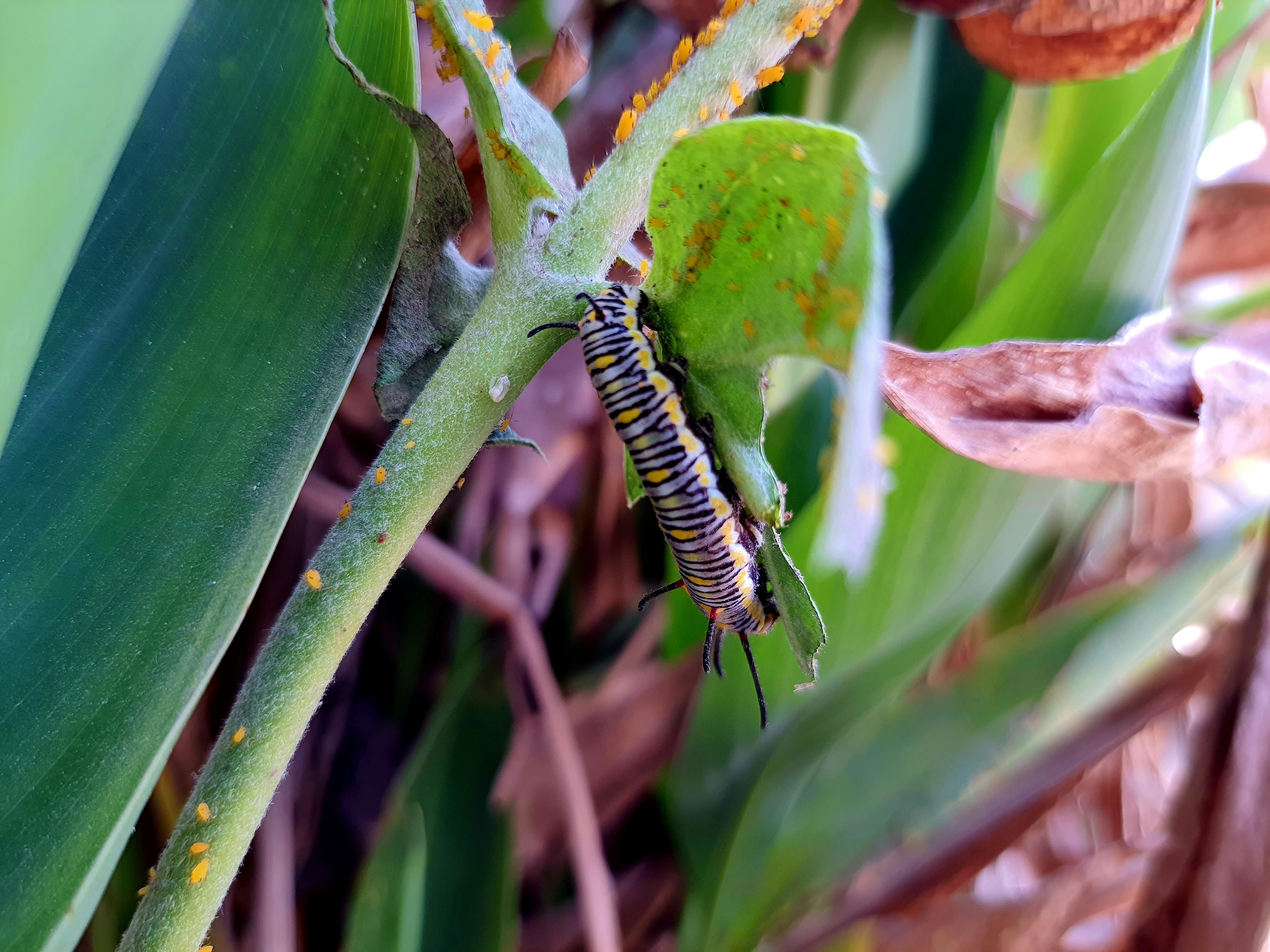 Un insecto en una hoja foto – Imagen de Daskroi gratuita en Unsplash