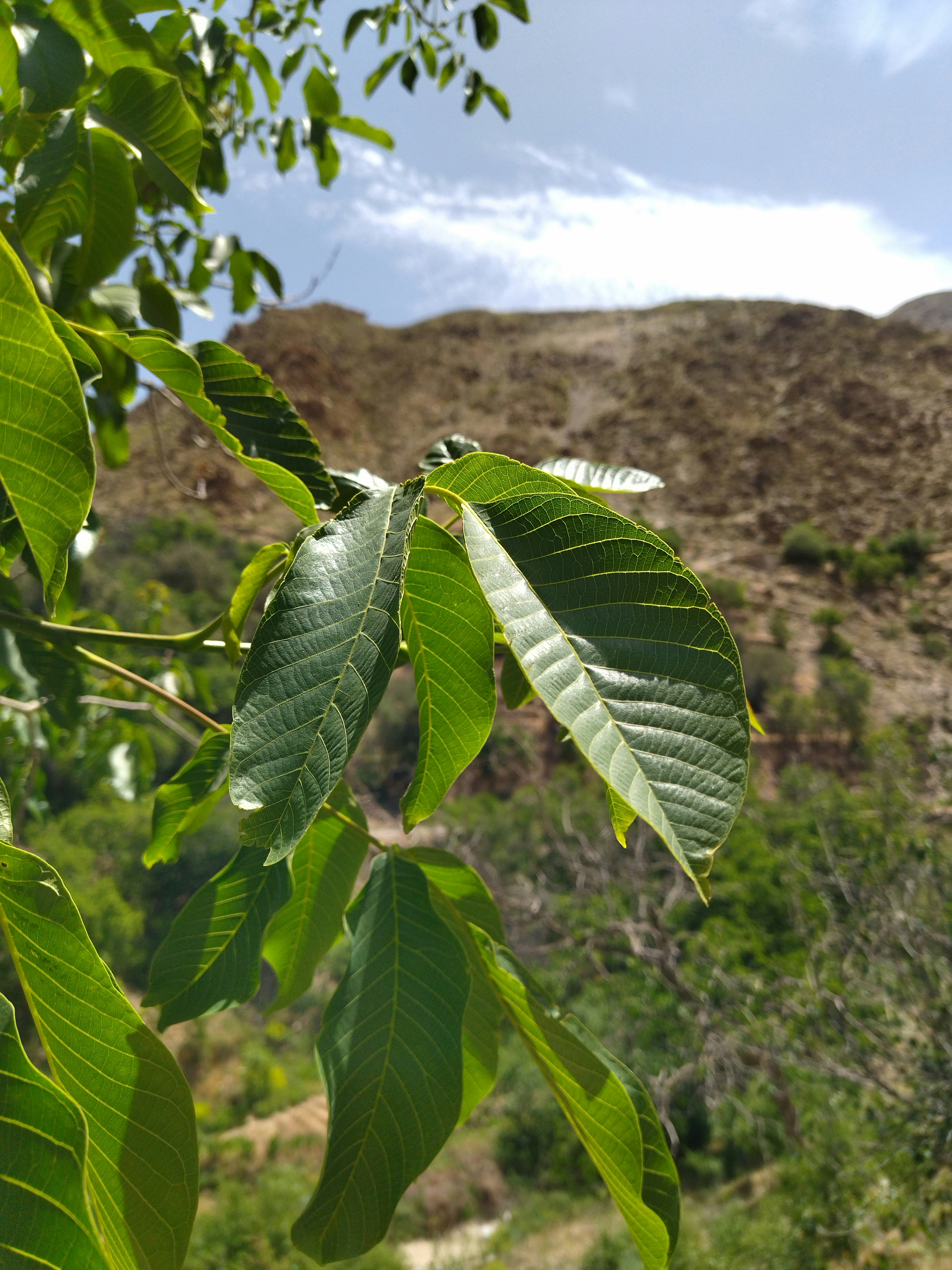 Close-up view of vibrant green leaves with a rugged hillside in the background. The interplay of light and shadow highlights the leaf textures.