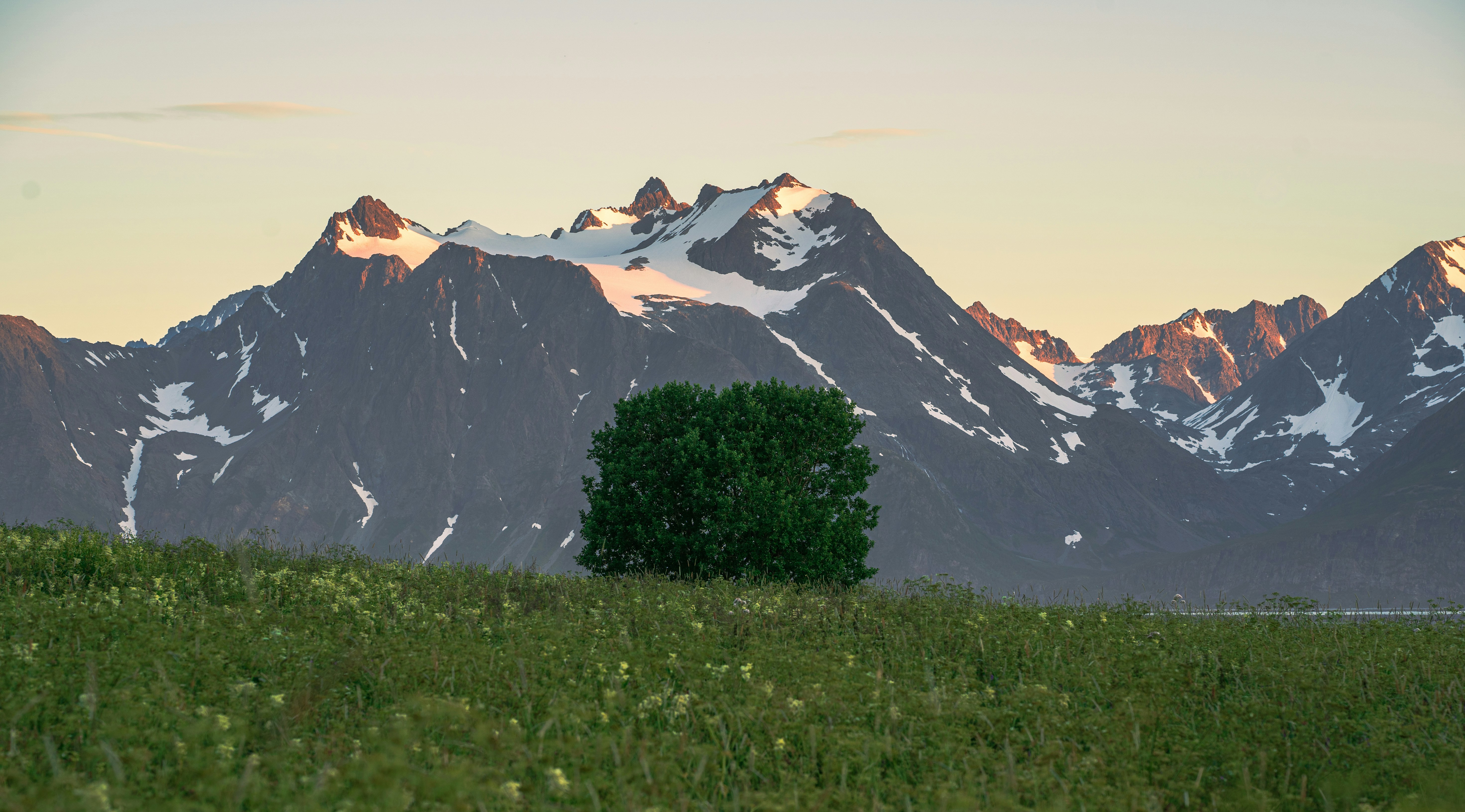 Lone tree in a grassy field with rugged mountains and snow patches under a clear sky.