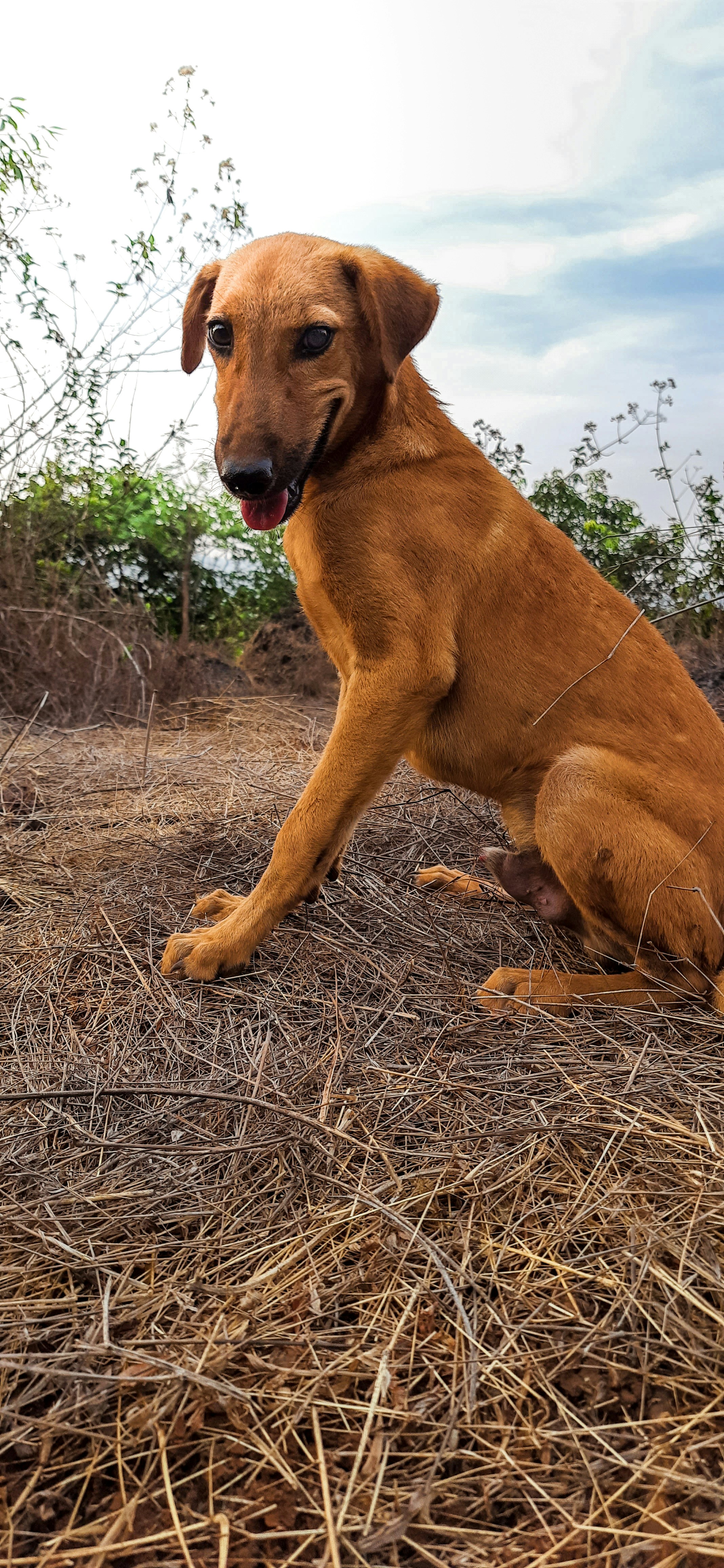 A dog lying in a field photo – Free Maharashtra Image on Unsplash
