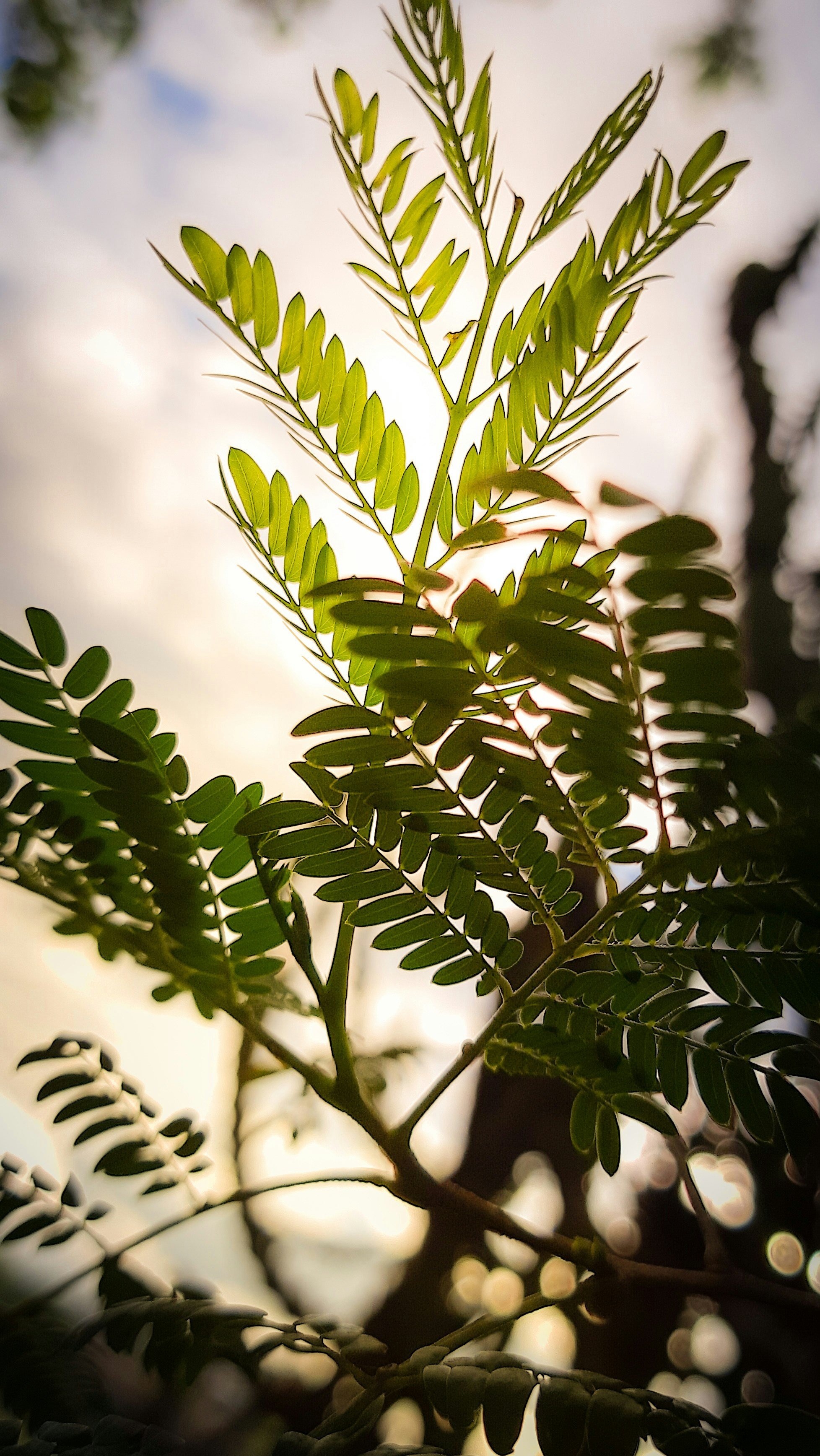 A close up of a plant photo – Free Vile bhagad midc Image on Unsplash